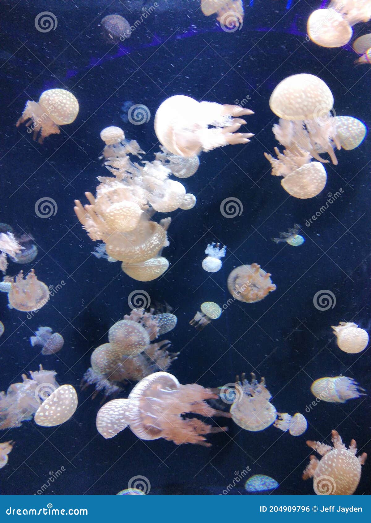 Beautiful but Deadly stock photo. Image of beautiful - 204909796