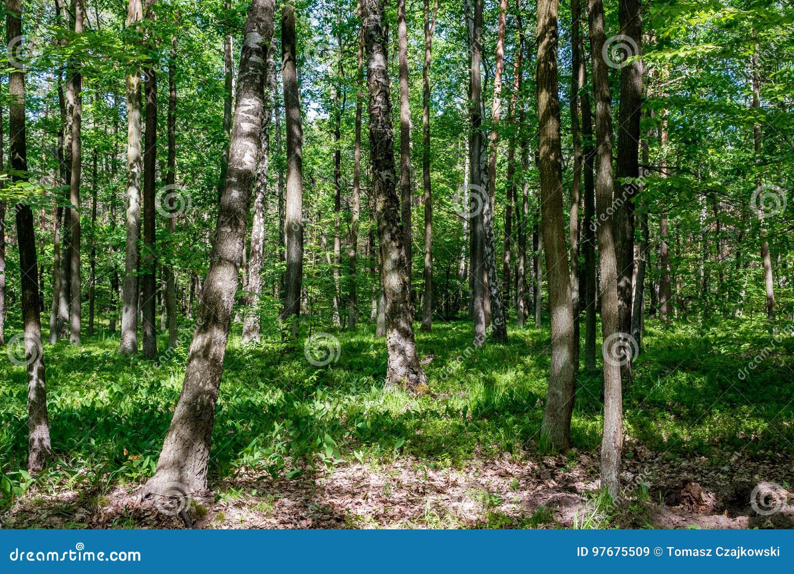 Beautiful Deciduous Forest in the Summer Stock Image - Image of ...