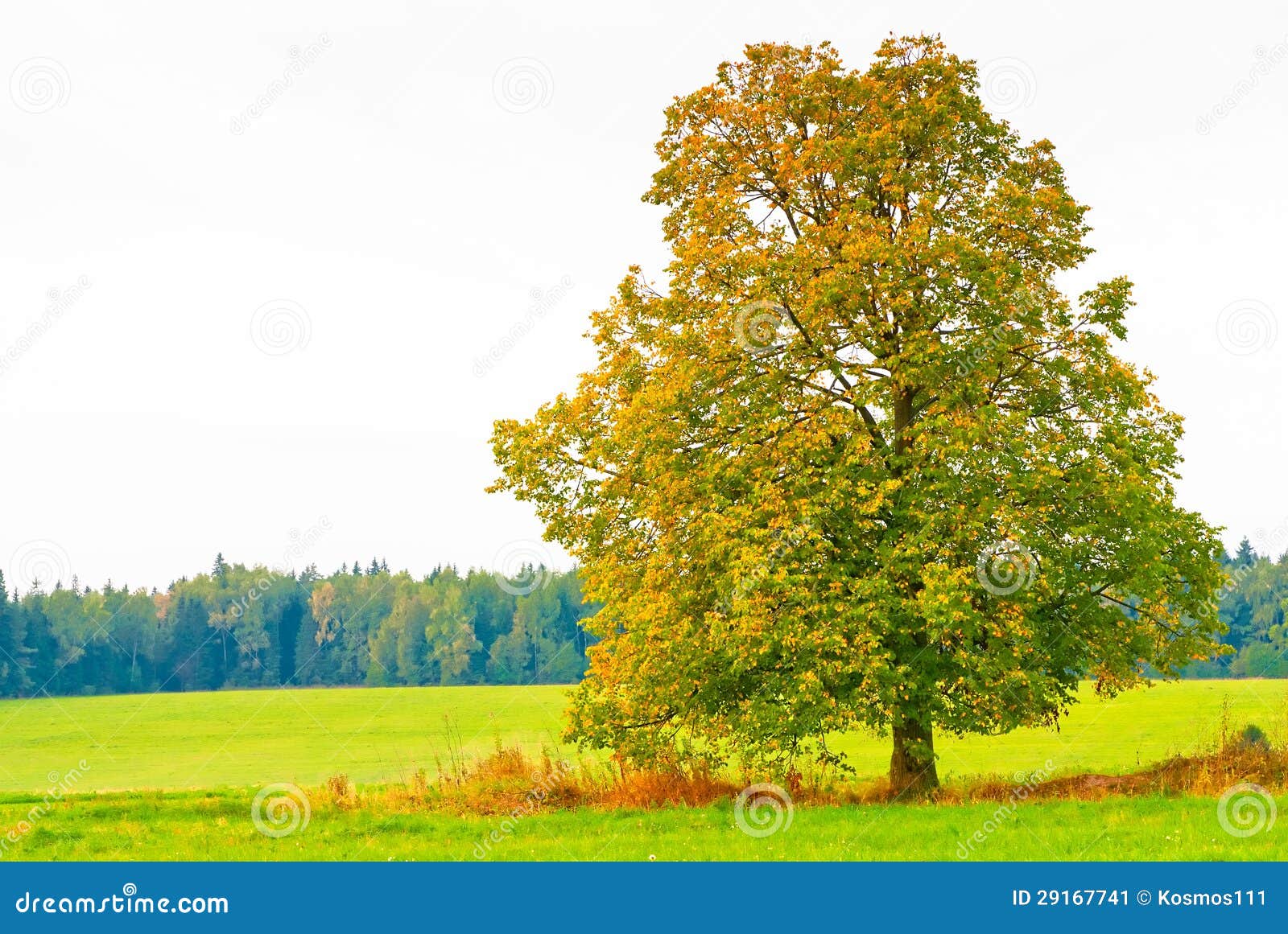 Deciduous Tree Or Dead Tree Stock Photography | CartoonDealer.com ...
