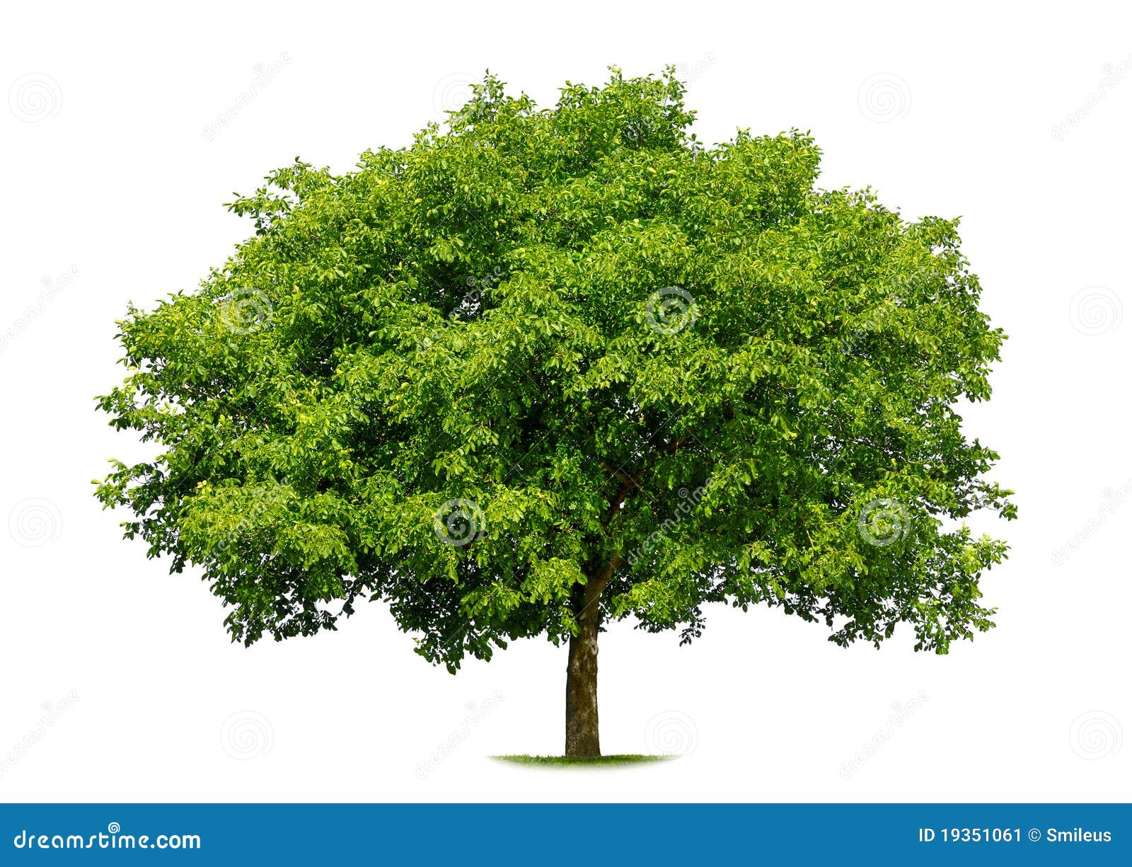 Deciduous Tree With White Background Detail Isolated Royalty-Free Stock ...
