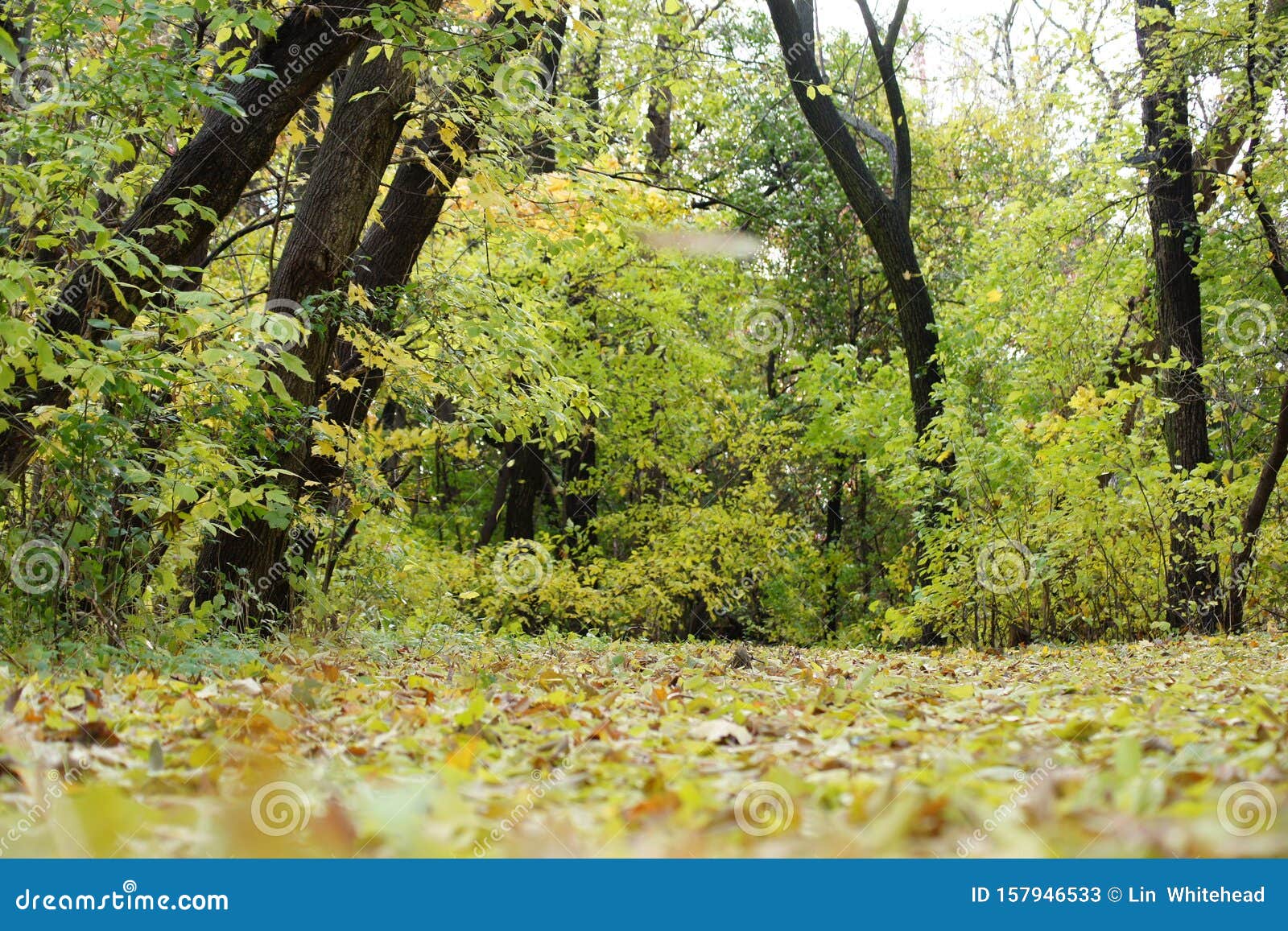 Beautiful Deciduous Trees and on Fall Day. Stock Image - Image of fall ...