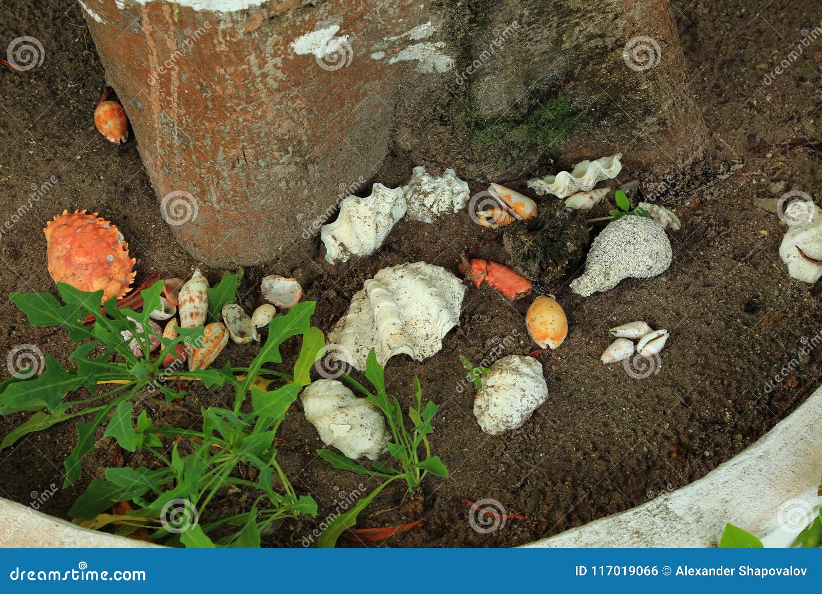 Beautiful Decoration of Earth Around Tree with Sea Shells. Stock Photo ...