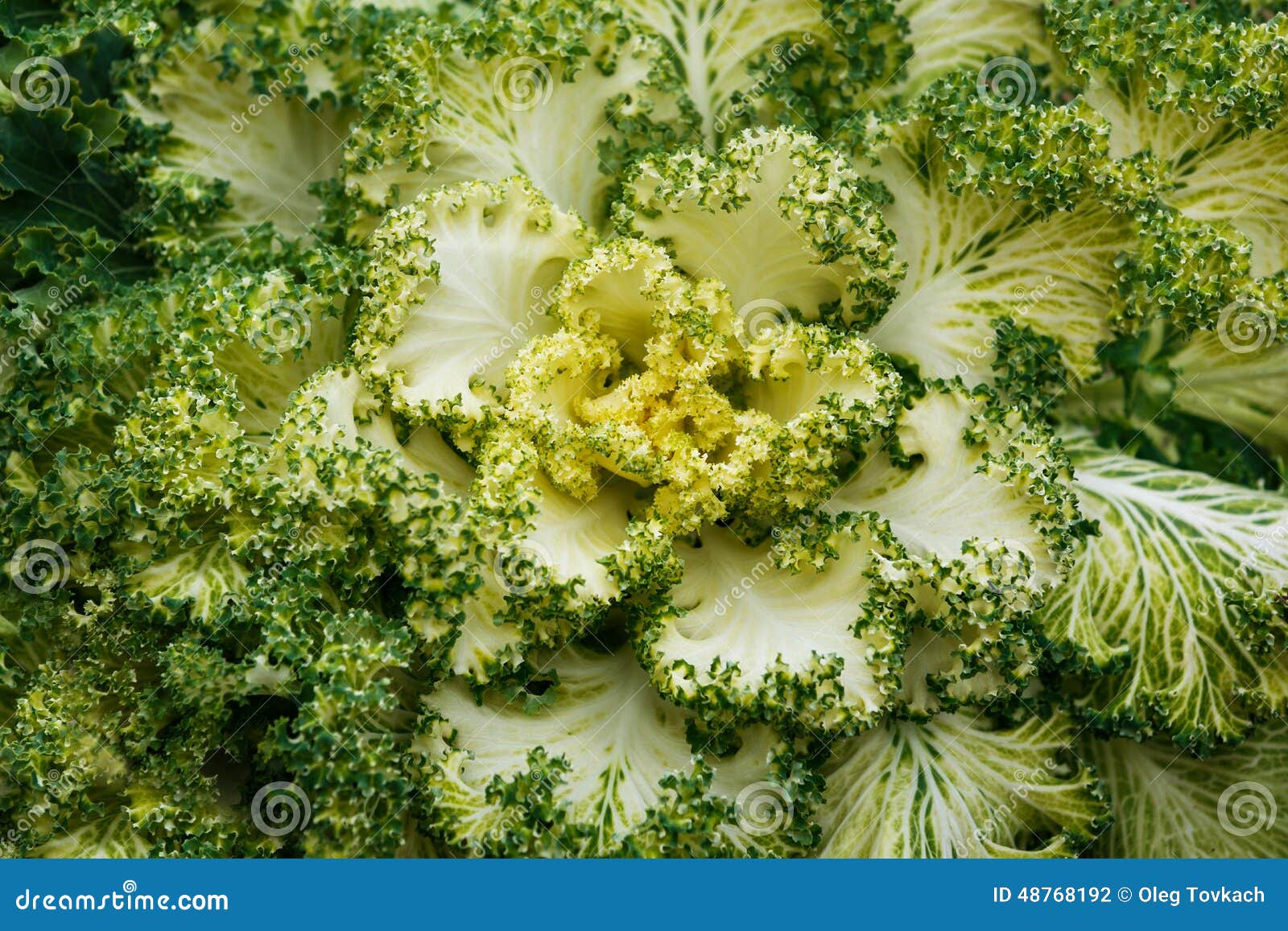 Beautiful Decorative Cabbage Vegetable Stock Photo - Image of organic ...