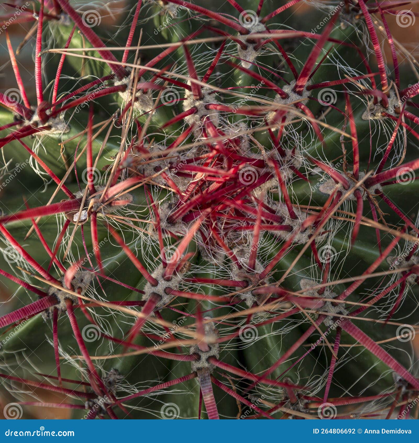 Beautiful Decorative Cactus with Red Spines. Close-up. Top View Stock ...