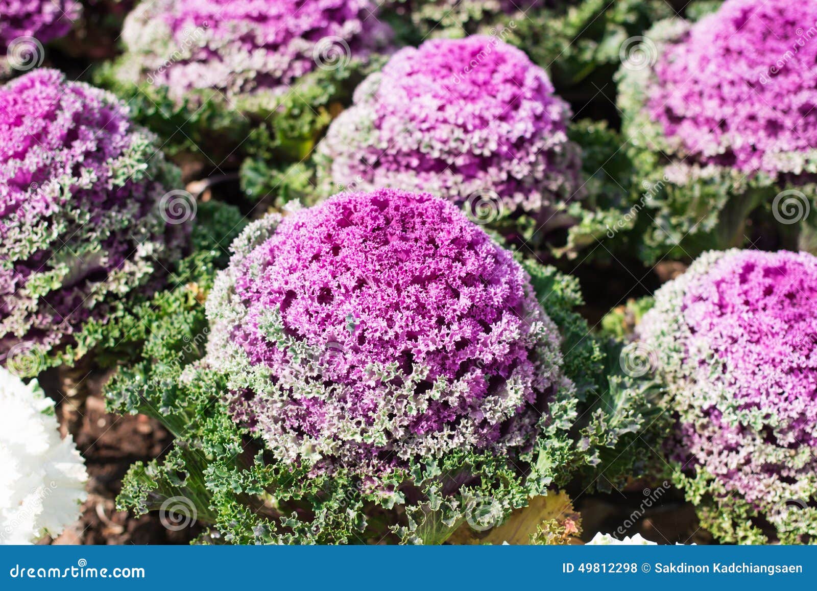 Beautiful Decorative Cauliflower Stock Photo - Image of cauliflower ...