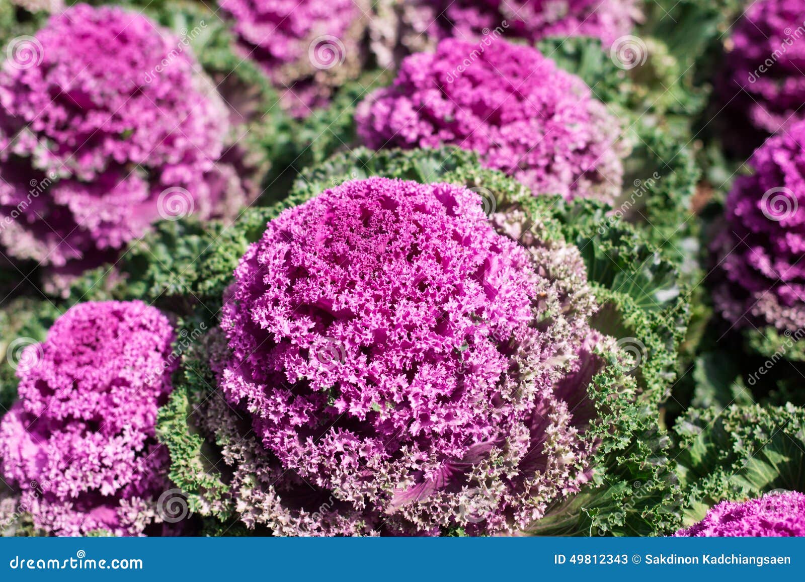 Beautiful Decorative Cauliflower Stock Image - Image of purple ...