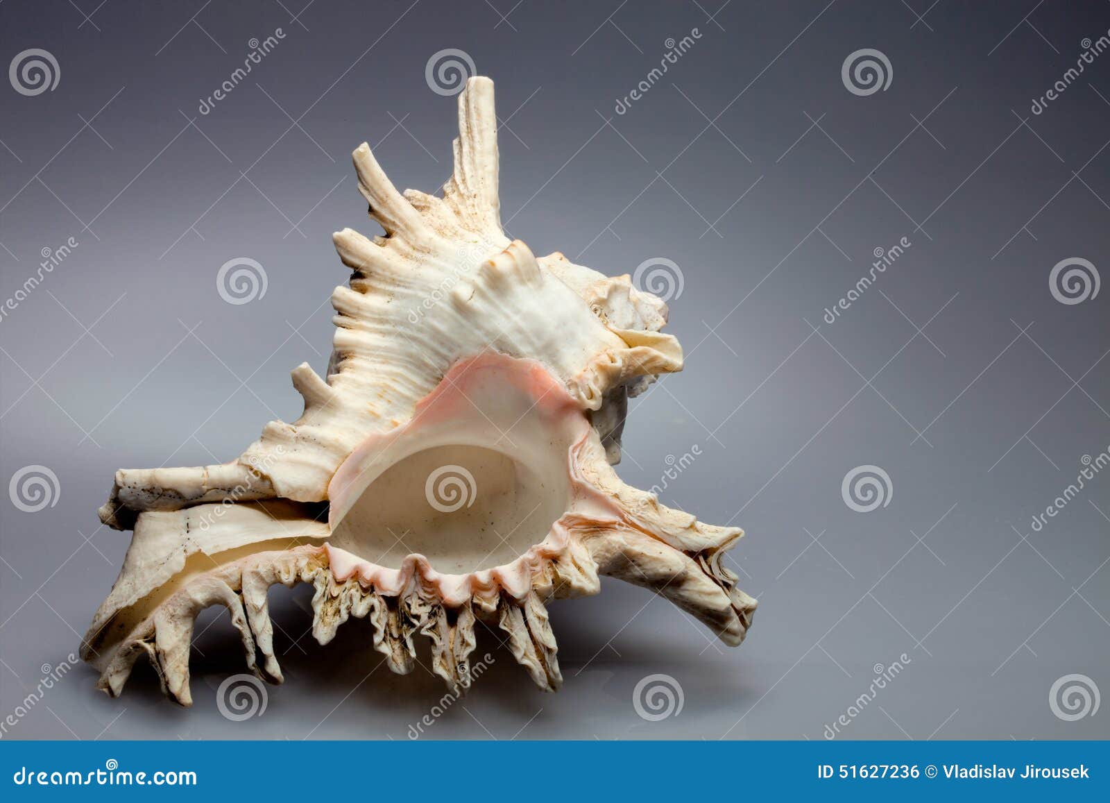 Beautiful Decorative Dry Sea Scallops Stock Photo - Image of water ...