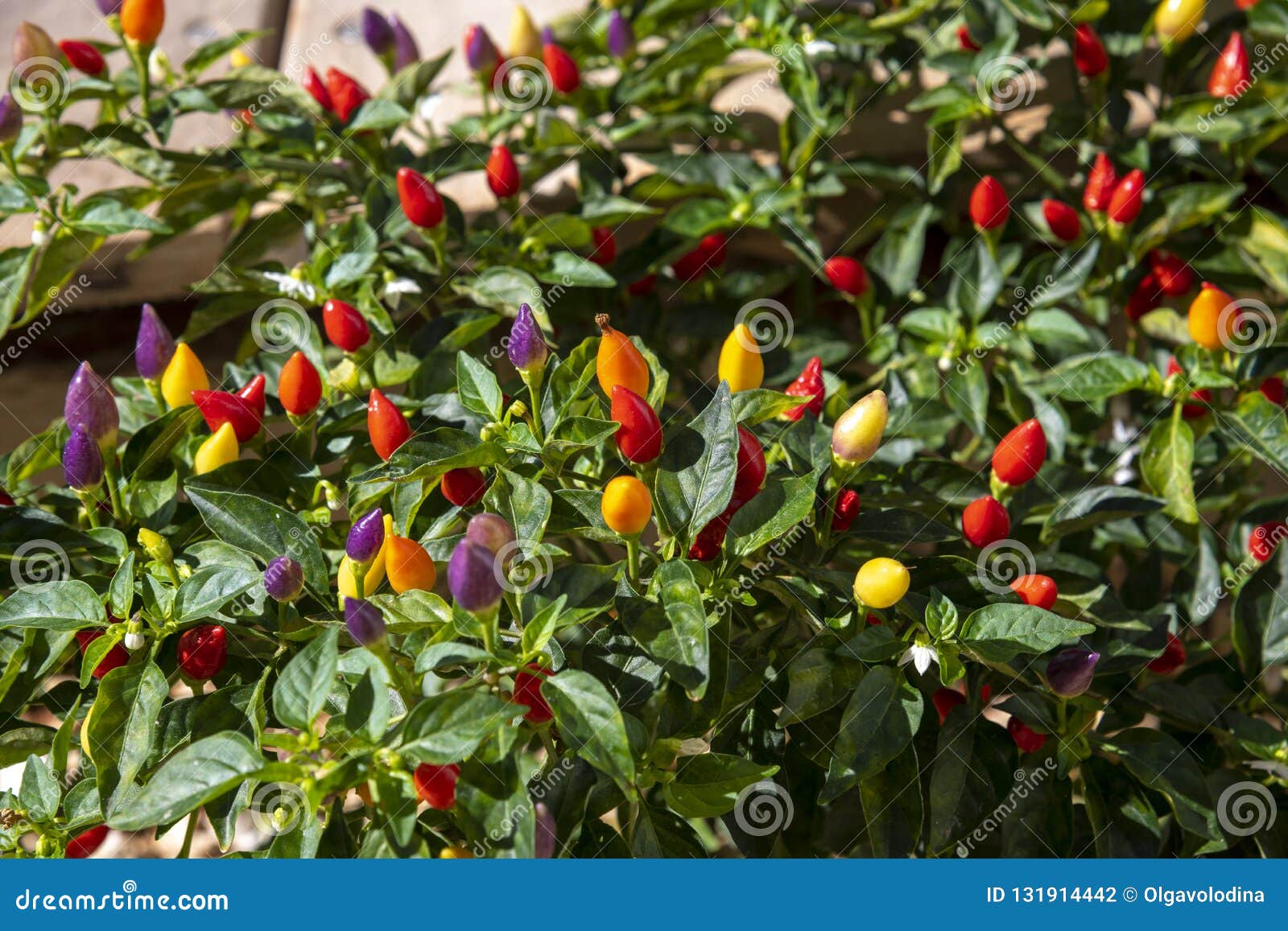A Beautiful Decorative Pepper in the Flowerbed Stock Photo - Image of ...