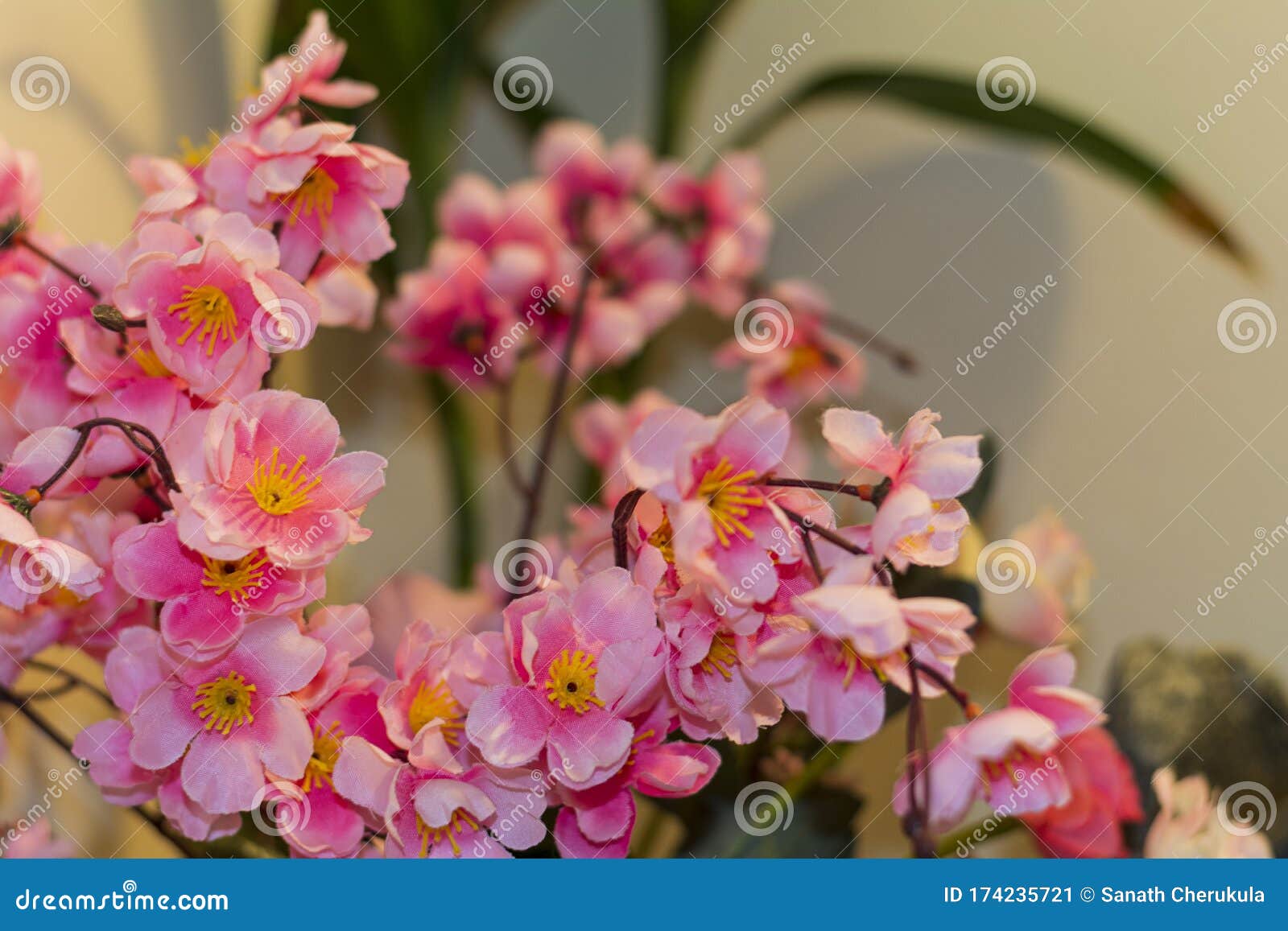 Beautiful Decorative Pink Flowers at Home Stock Image - Image of pink ...