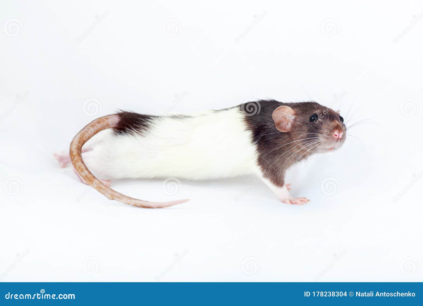 Beautiful Decorative Rat Stretches Sideways Closeup. Isolated on a ...
