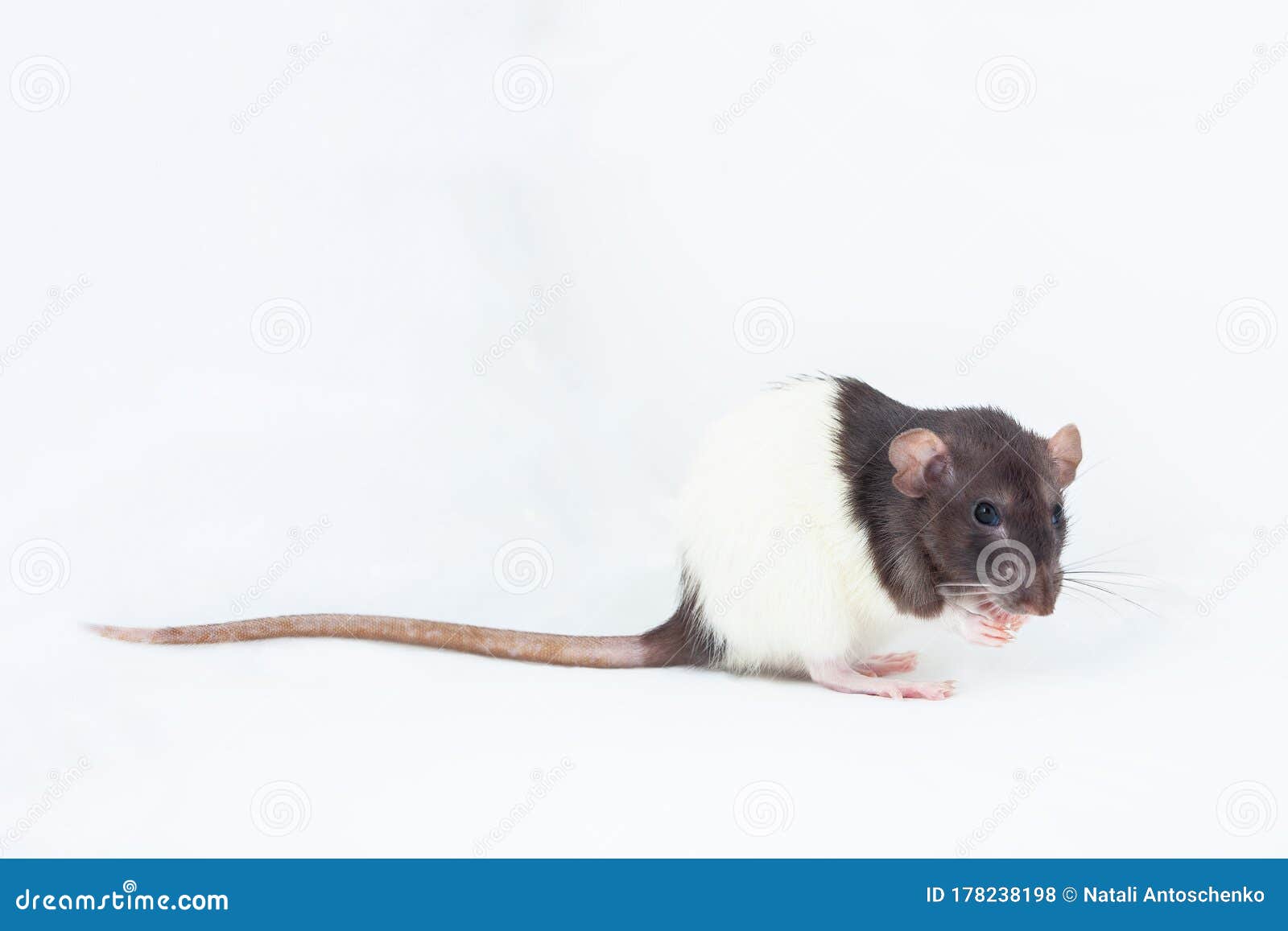 Beautiful Decorative Rat Turned Sideways Closeup. Isolated on a White ...