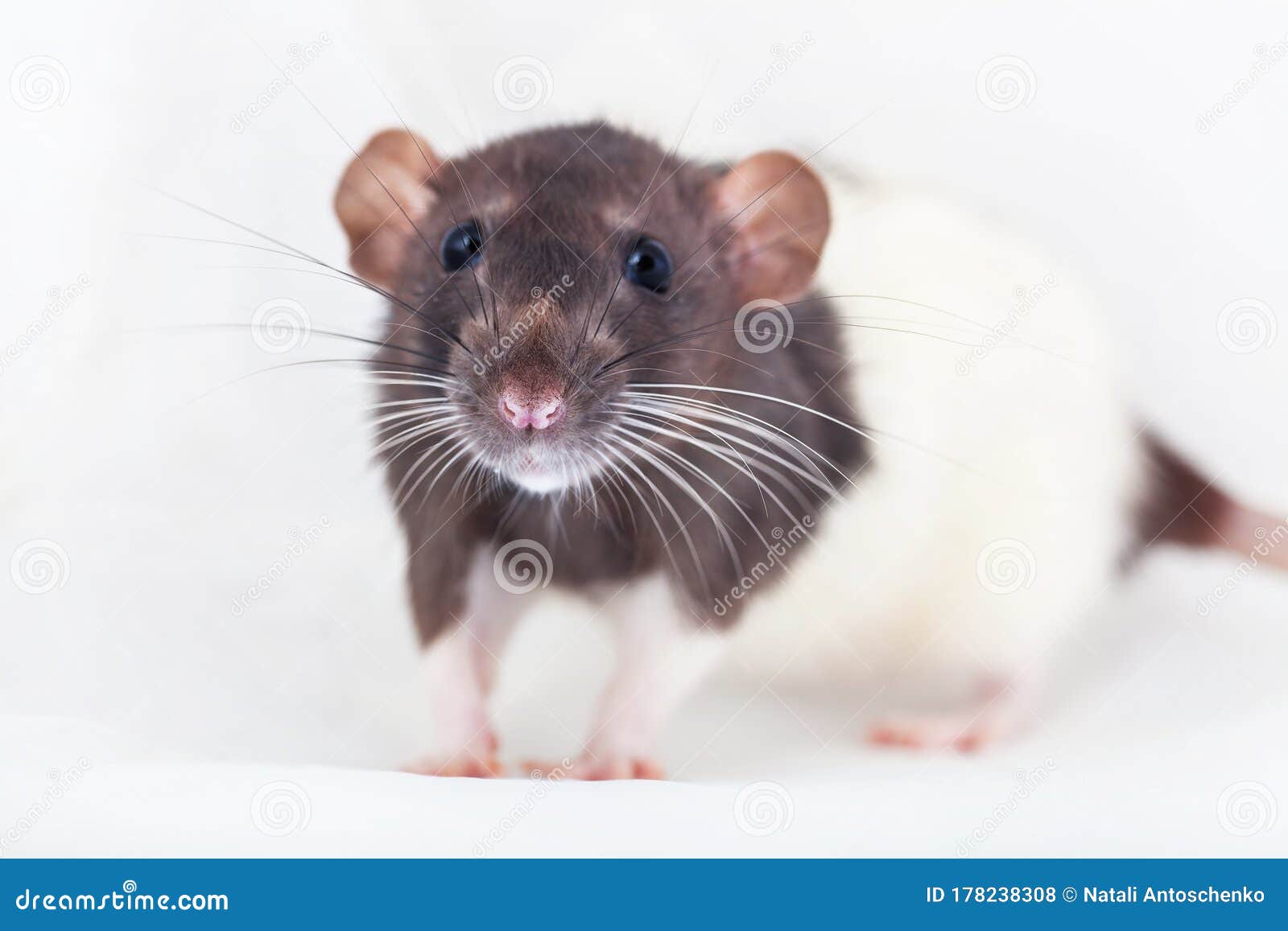 Beautiful Decorative Rat Turned Sideways Closeup. Isolated on a White ...