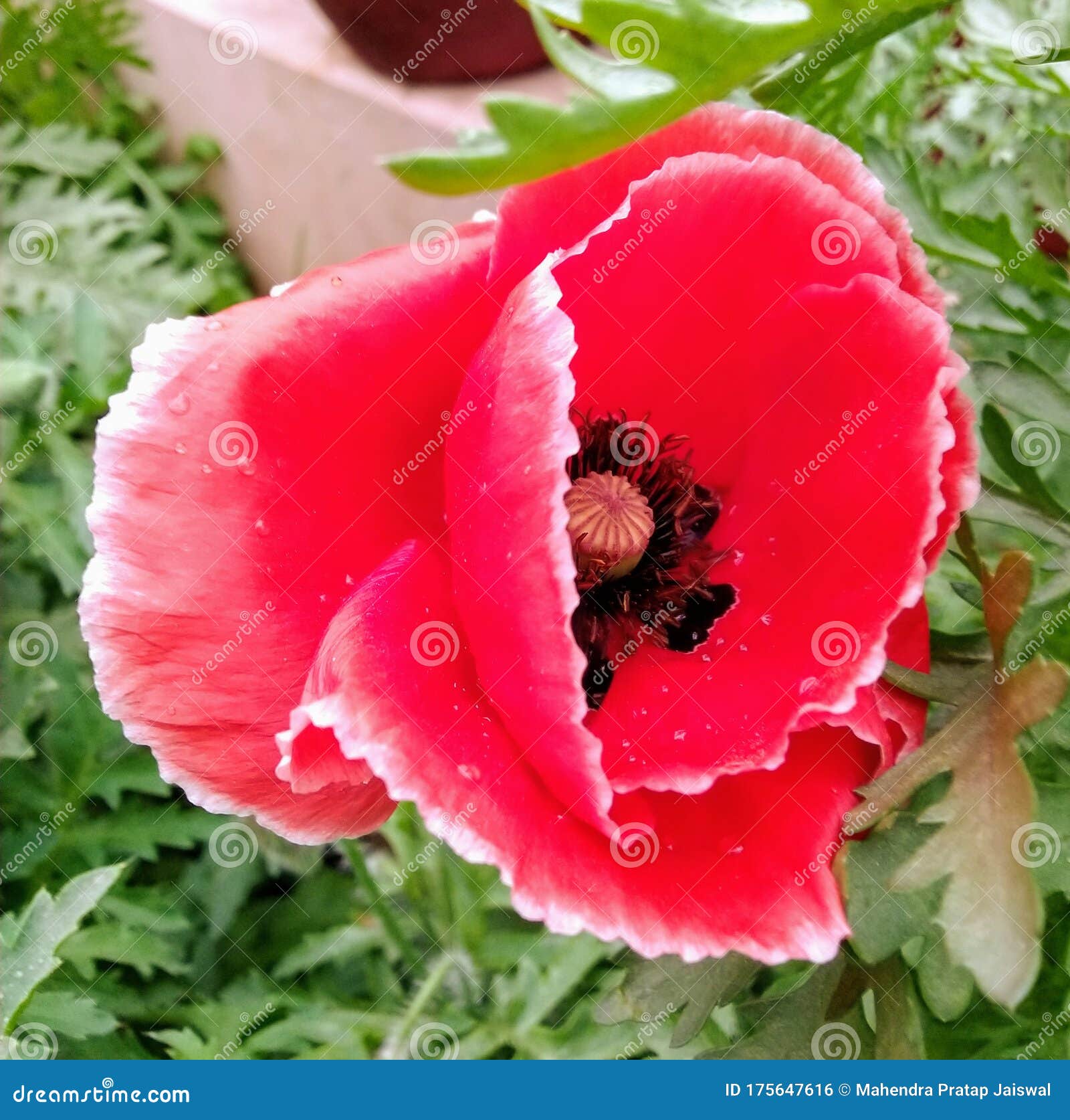 Beautiful Decorative Shaded Red Poppy Flower Stock Photo - Image of ...