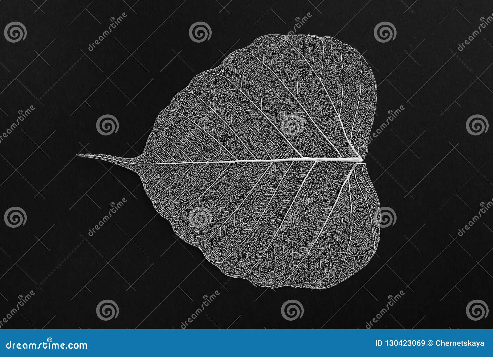 Beautiful Decorative Skeleton Leaf on Black Background Stock Image - Image of color, decorative ...