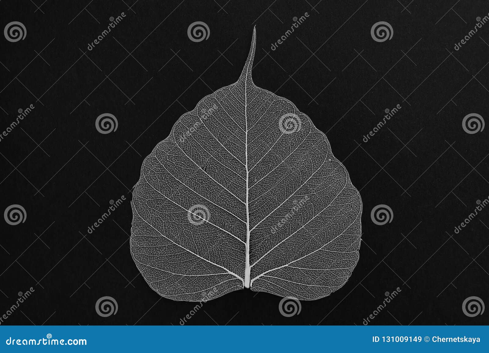 Beautiful Decorative Skeleton Leaf Stock Image - Image of structure ...