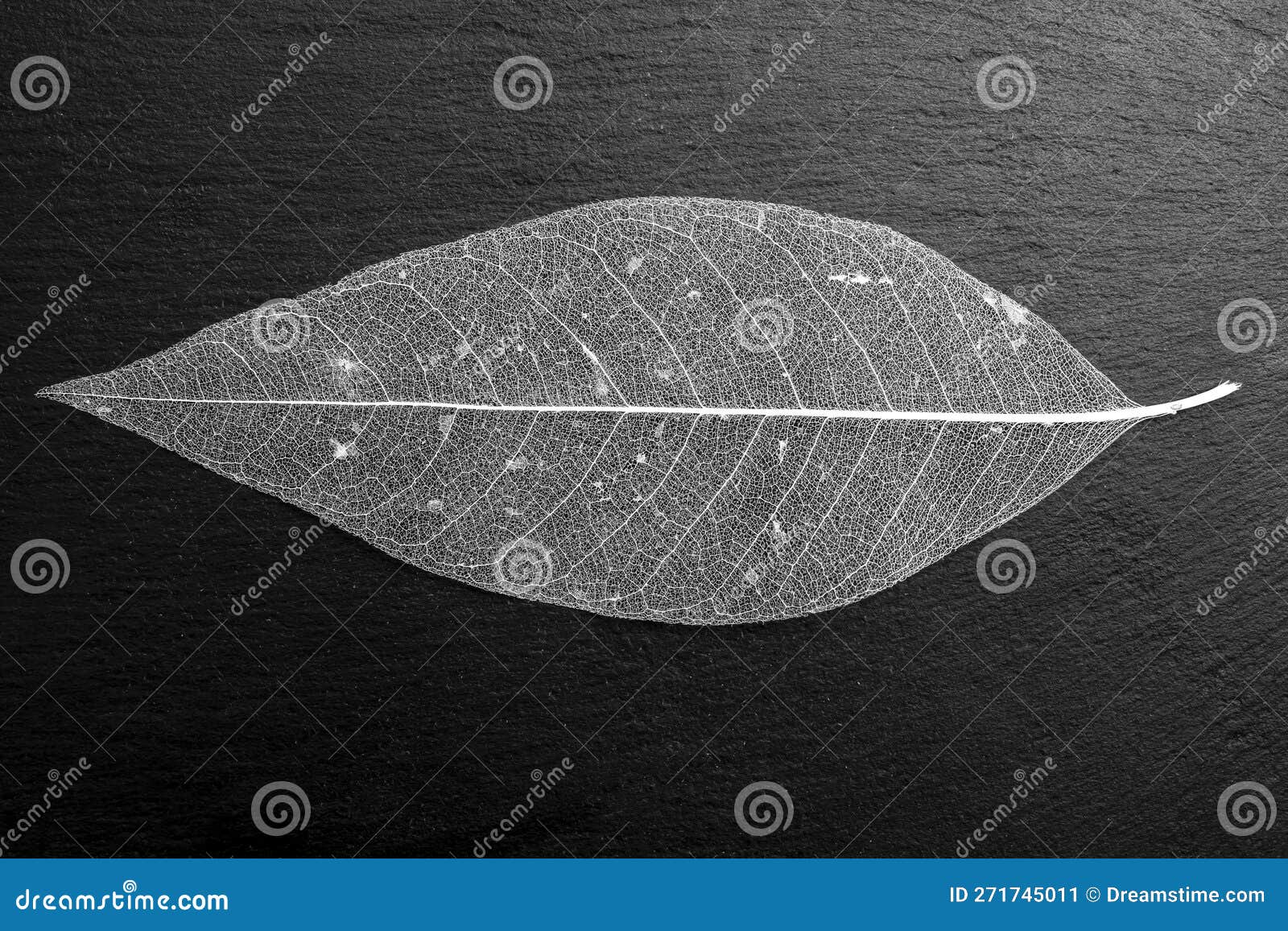 Beautiful Decorative Skeleton Leaf on Black Stone Tile Texture Stock ...