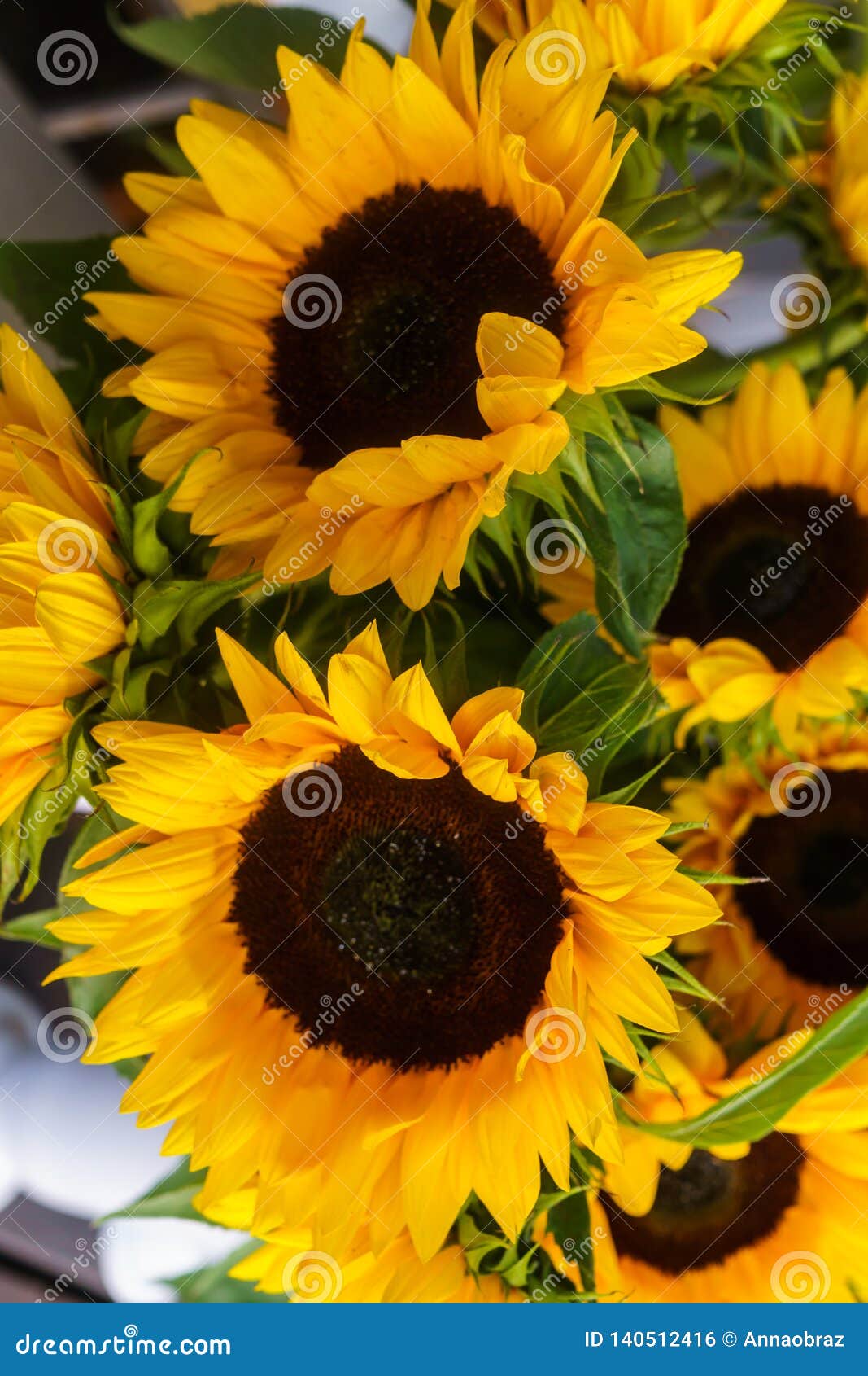 Beautiful Decorative Sunflowers Used for Making Bouquets Stock Photo ...