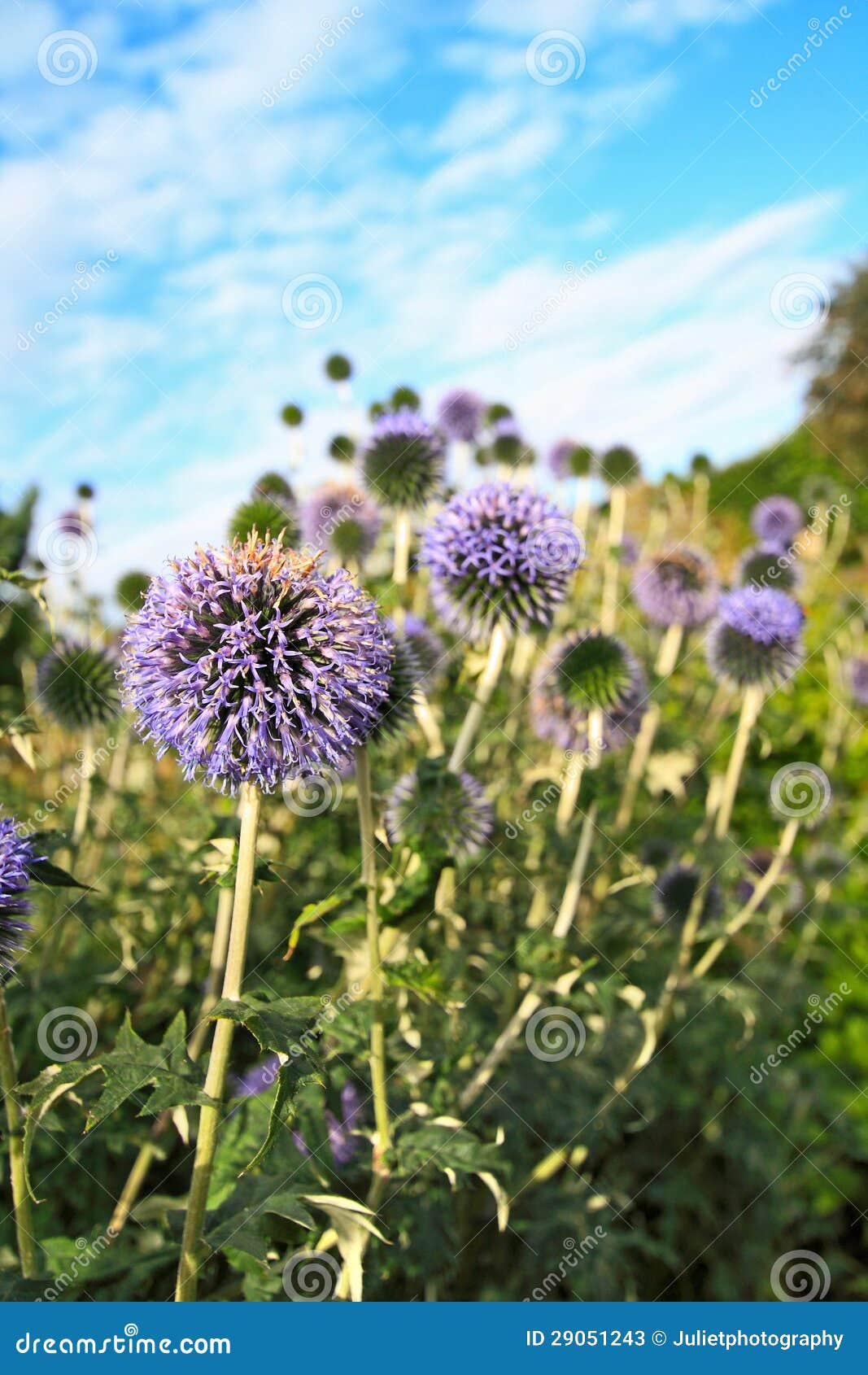 Beautiful Decorative Thistle Garden Flowers Stock Image - Image of ...