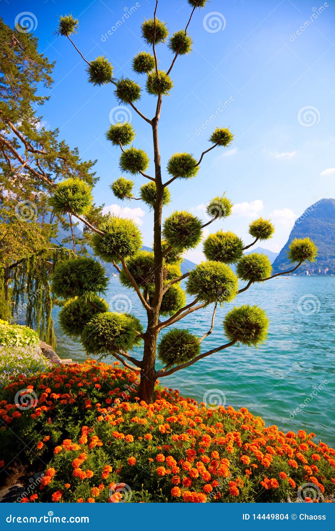 Beautiful decorative tree stock photo. Image of violet - 14449804