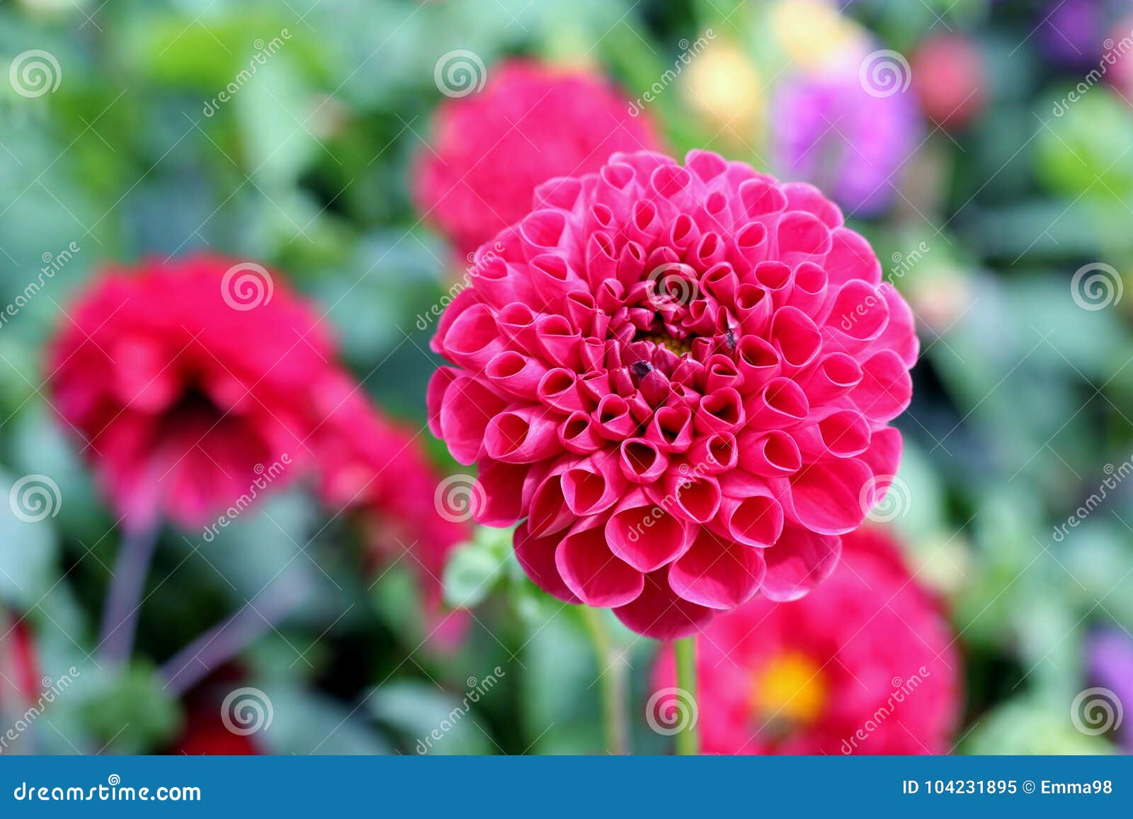 Pretty Pink Dahlia stock image. Image of petals, shallow - 104231895 Pretty Pink Dahlia stock image. Image of petals, shallow - 104231895