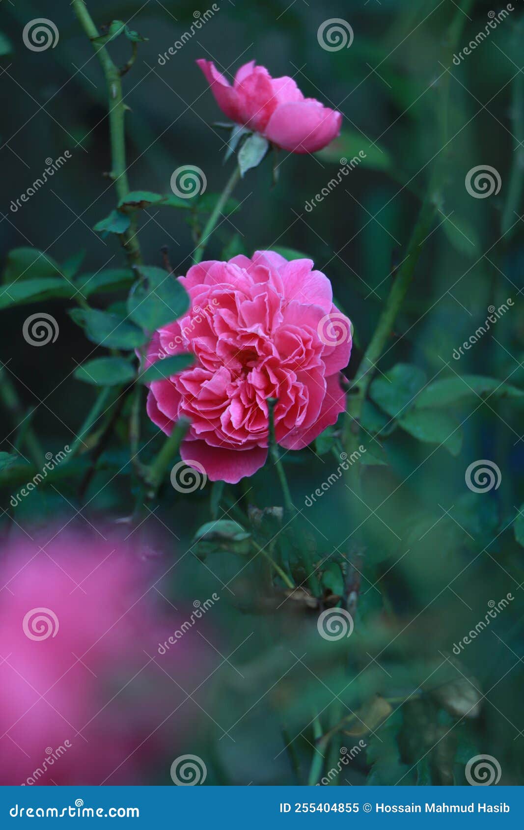 A Beautiful Deep Pink Rose Growing in a Garden Stock Image - Image of ...
