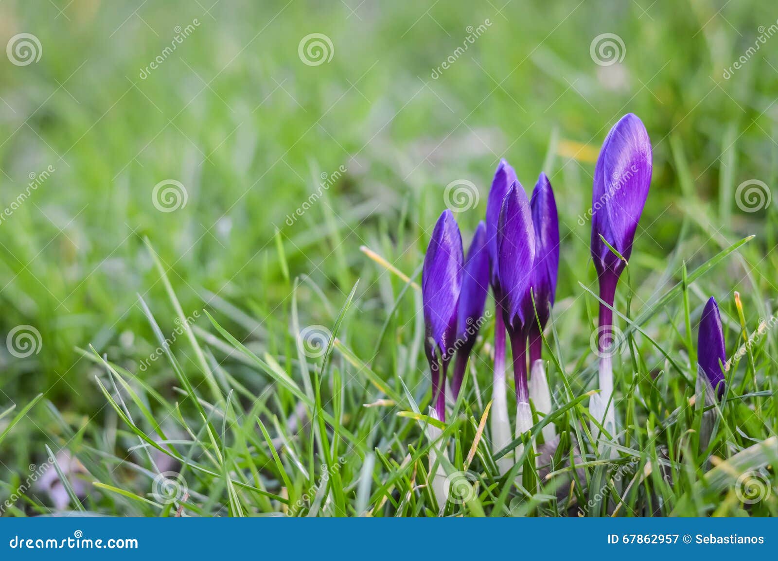 Beautiful Deep Purple Crocuses Buds Stock Image - Image of crocus ...