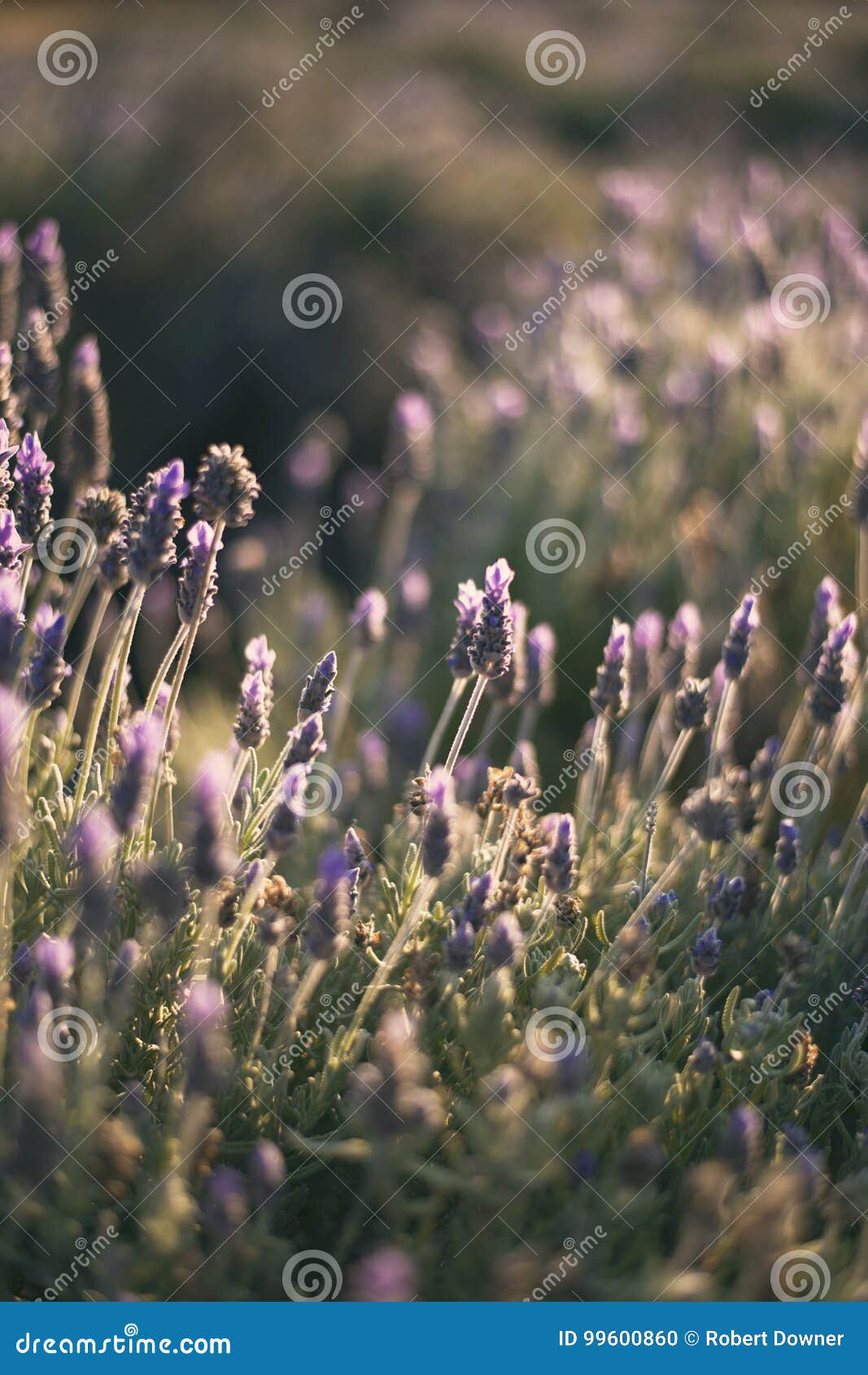 Beautiful Deep Purple Lavender Plants in Nature. Stock Photo - Image of ...