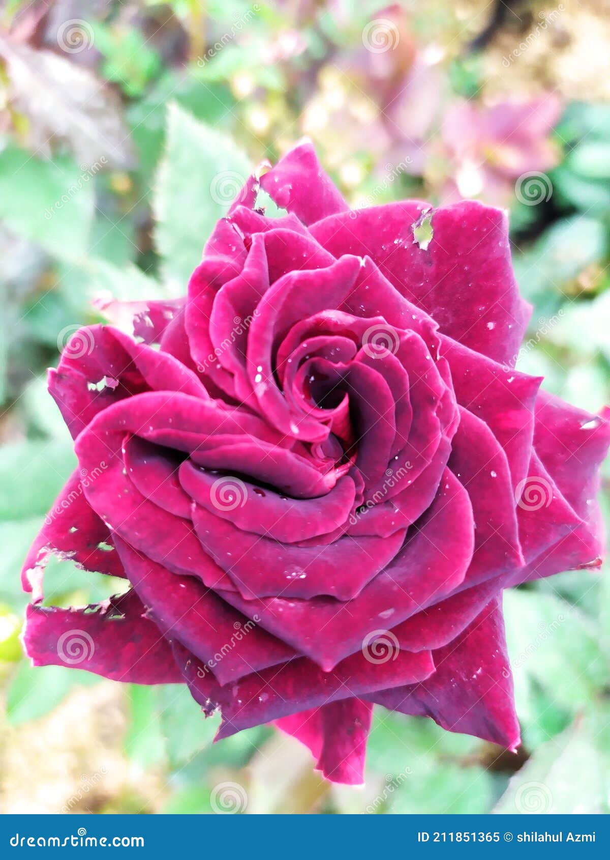 Beautiful deep red rose stock image. Image of lover - 211851365