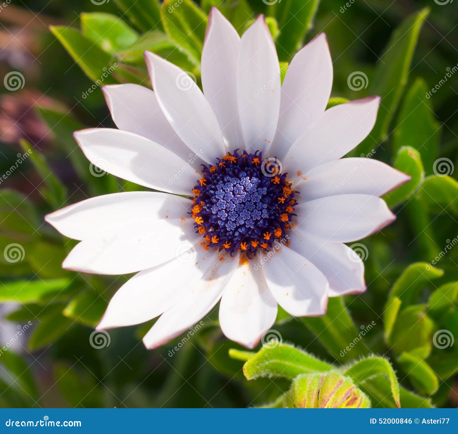 253 Aster Deep Green Flower Stock Photos - Free & Royalty-Free Stock ...