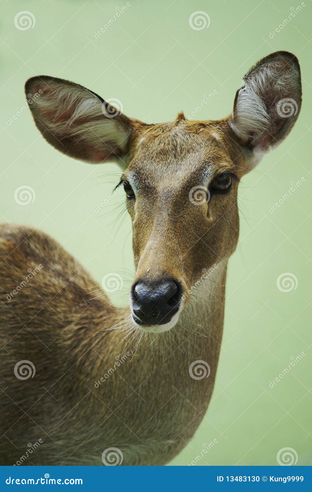 Beautiful deer stock photo. Image of spring, watching - 13483130