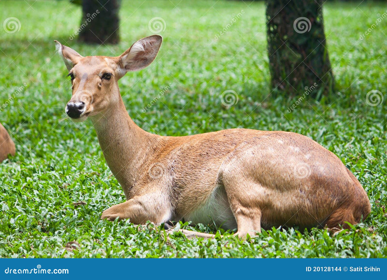 Beautiful deer stock photo. Image of wilderness, season - 20128144