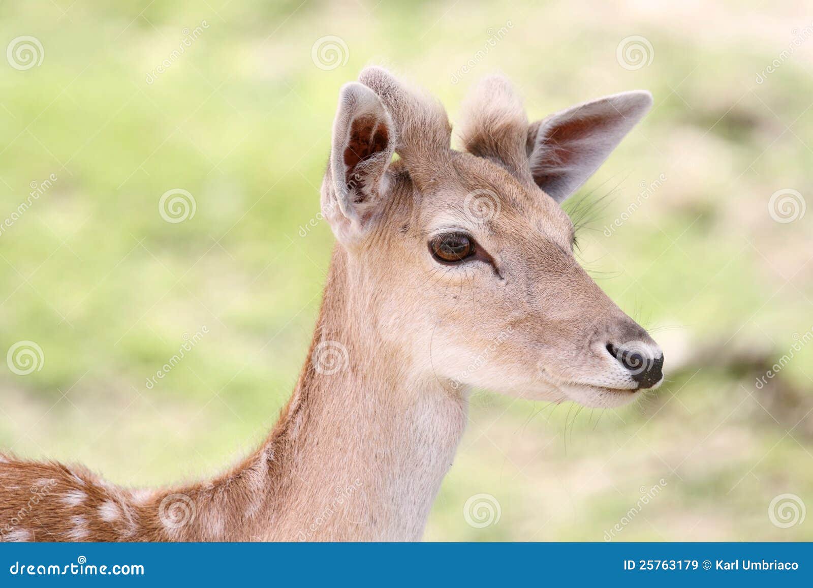 Beautiful deer stock image. Image of beauty, animal, nature - 25763179