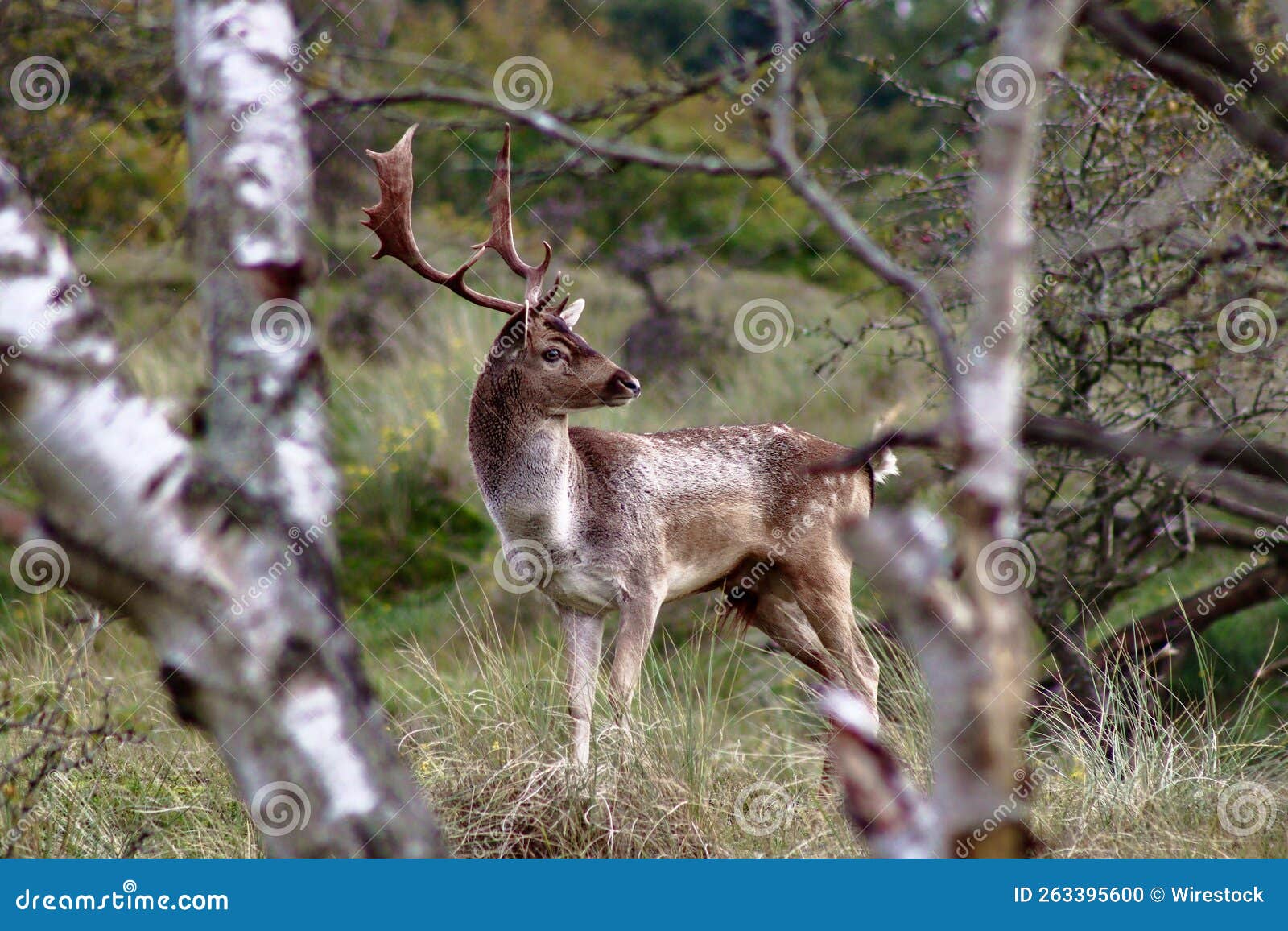 Beautiful Deer Behind Tree Trunks in a Forest Stock Photo - Image of ...