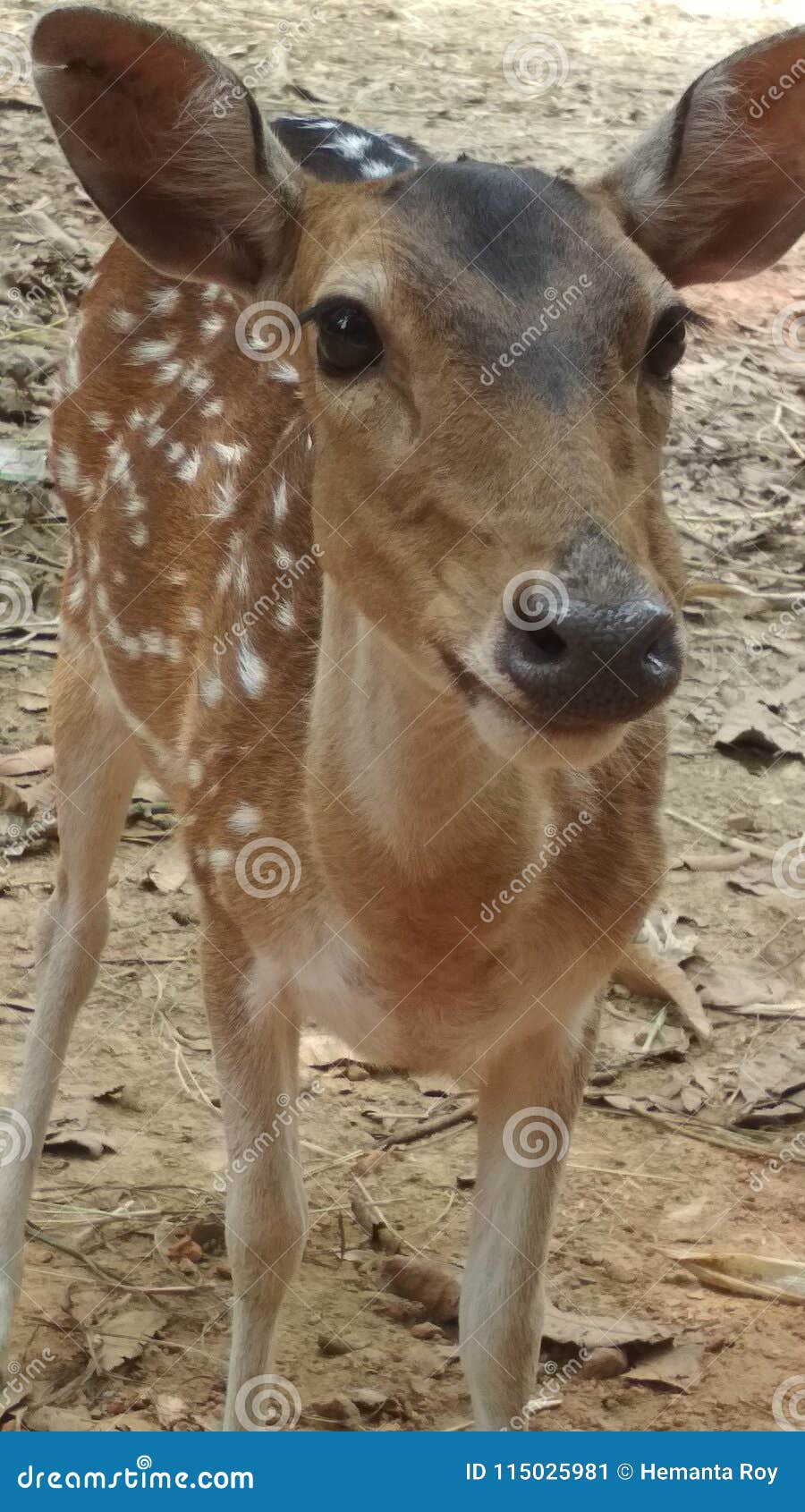 A beautiful deer calf stock image. Image of looking - 115025981