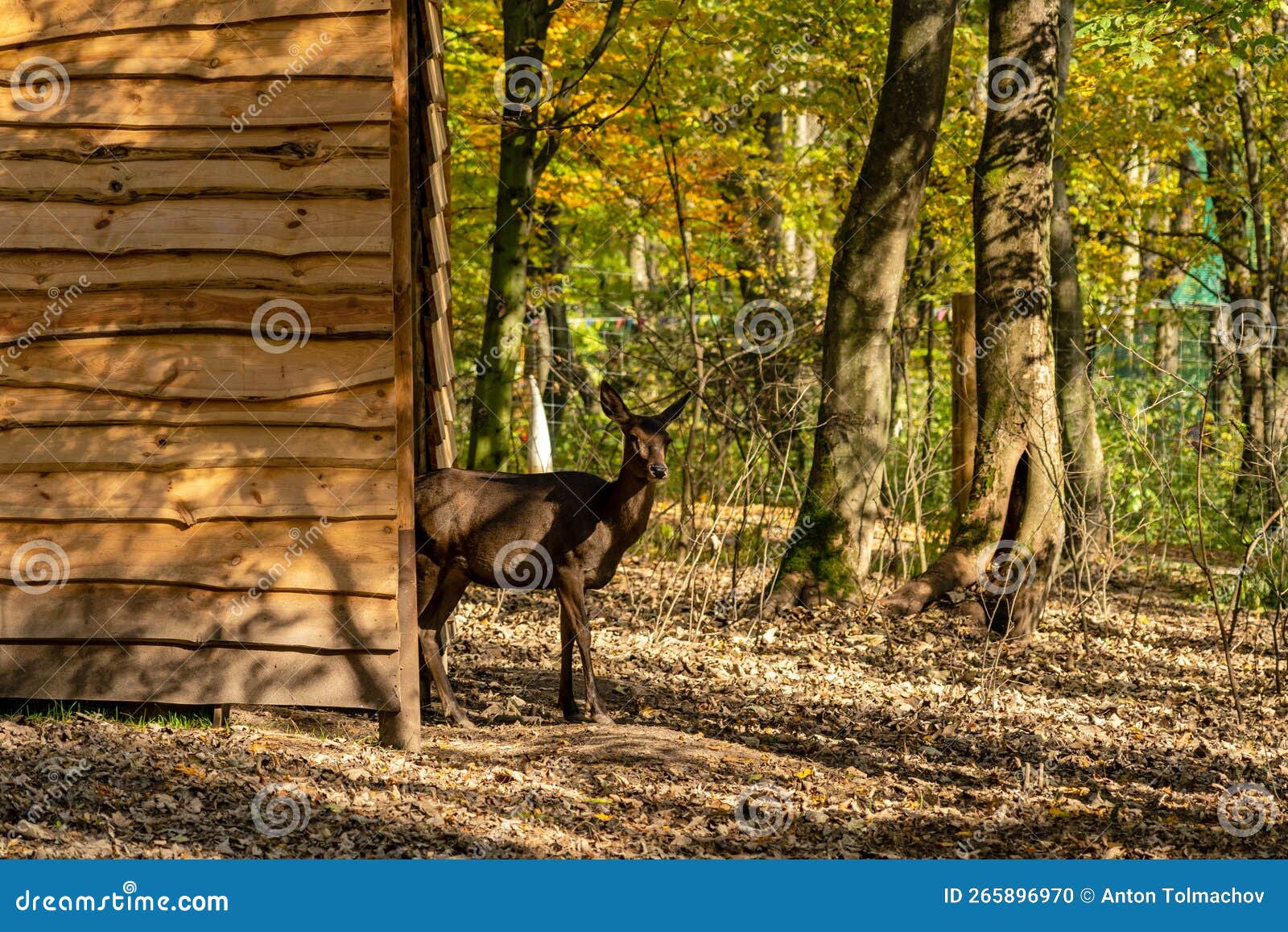 Beautiful Deer at the Farm in Forest Stock Photo - Image of mammal ...