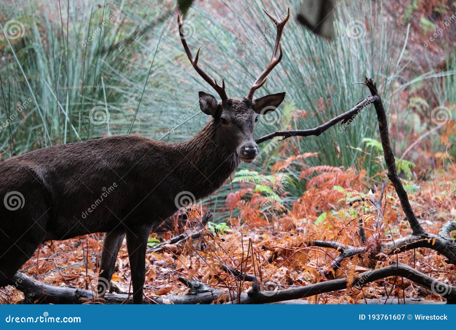 Beautiful Deer in the Forest in Autumn Stock Image - Image of beautiful ...