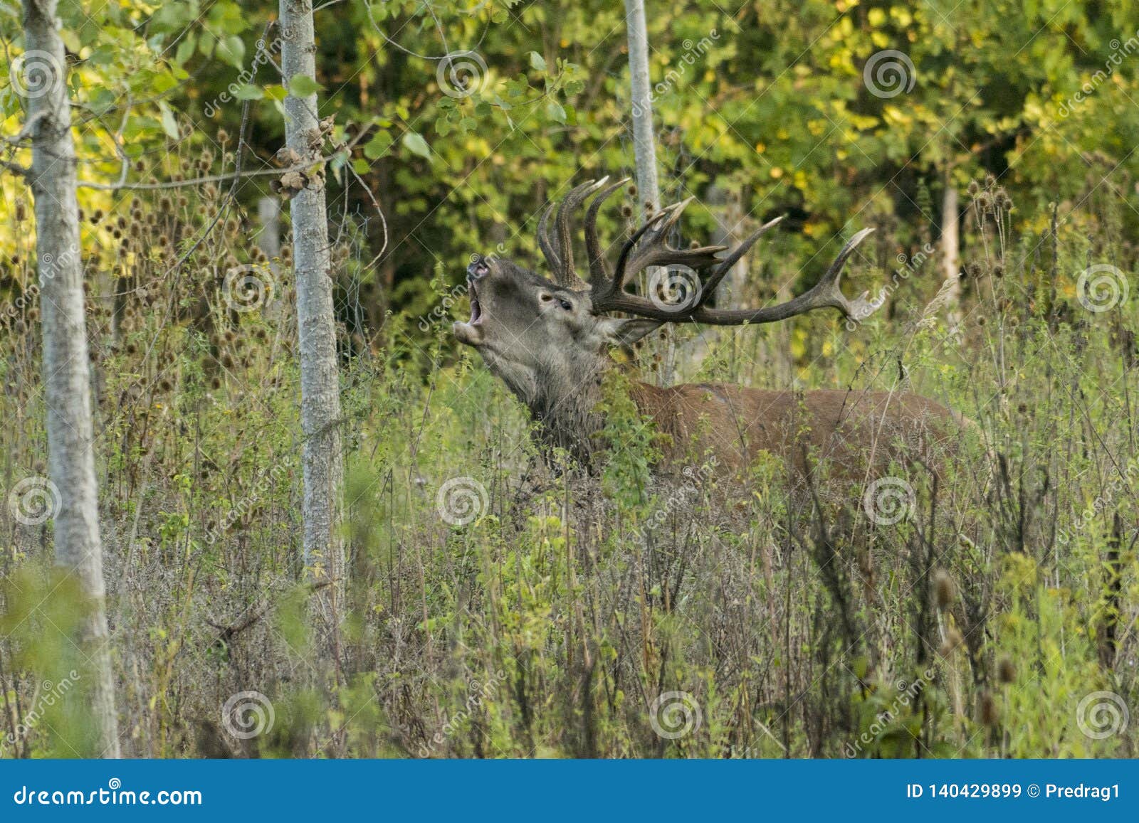 Beautiful Deer in the Grass Stock Image - Image of deer, hunting: 140429899