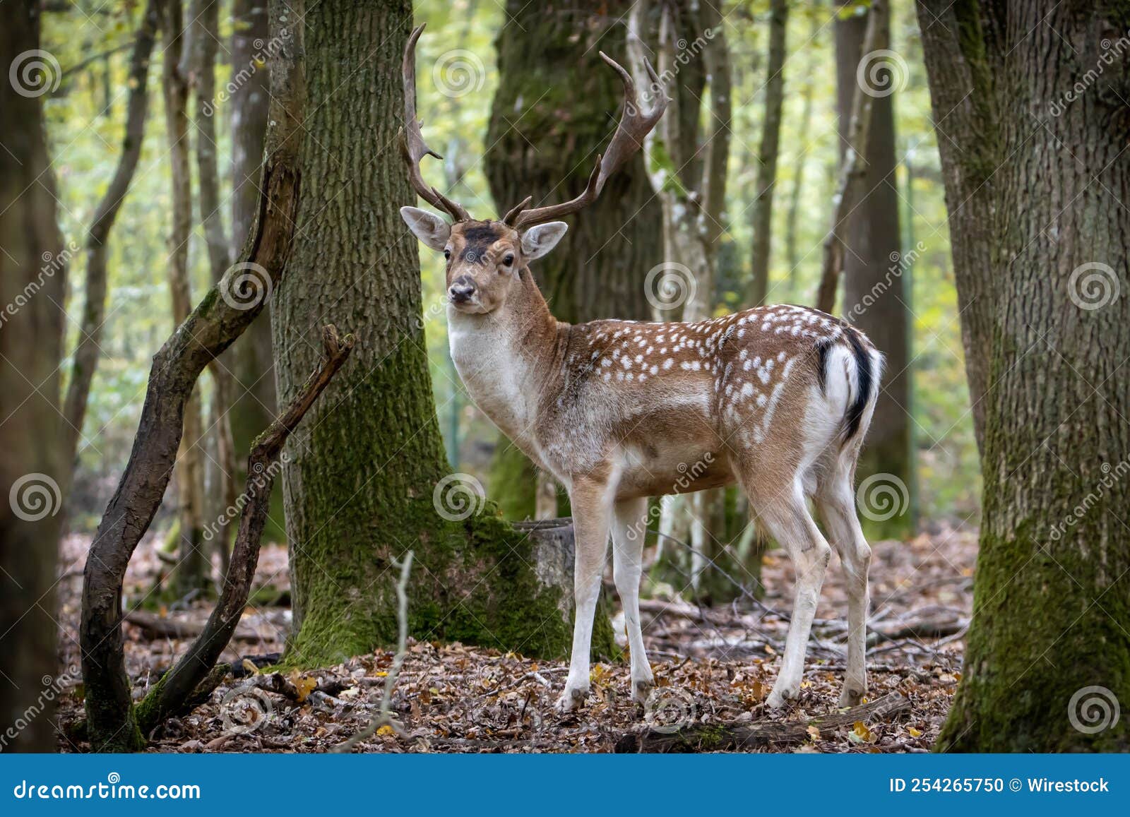 Beautiful Deer in Its Natural Habitat Stock Photo - Image of fauna ...