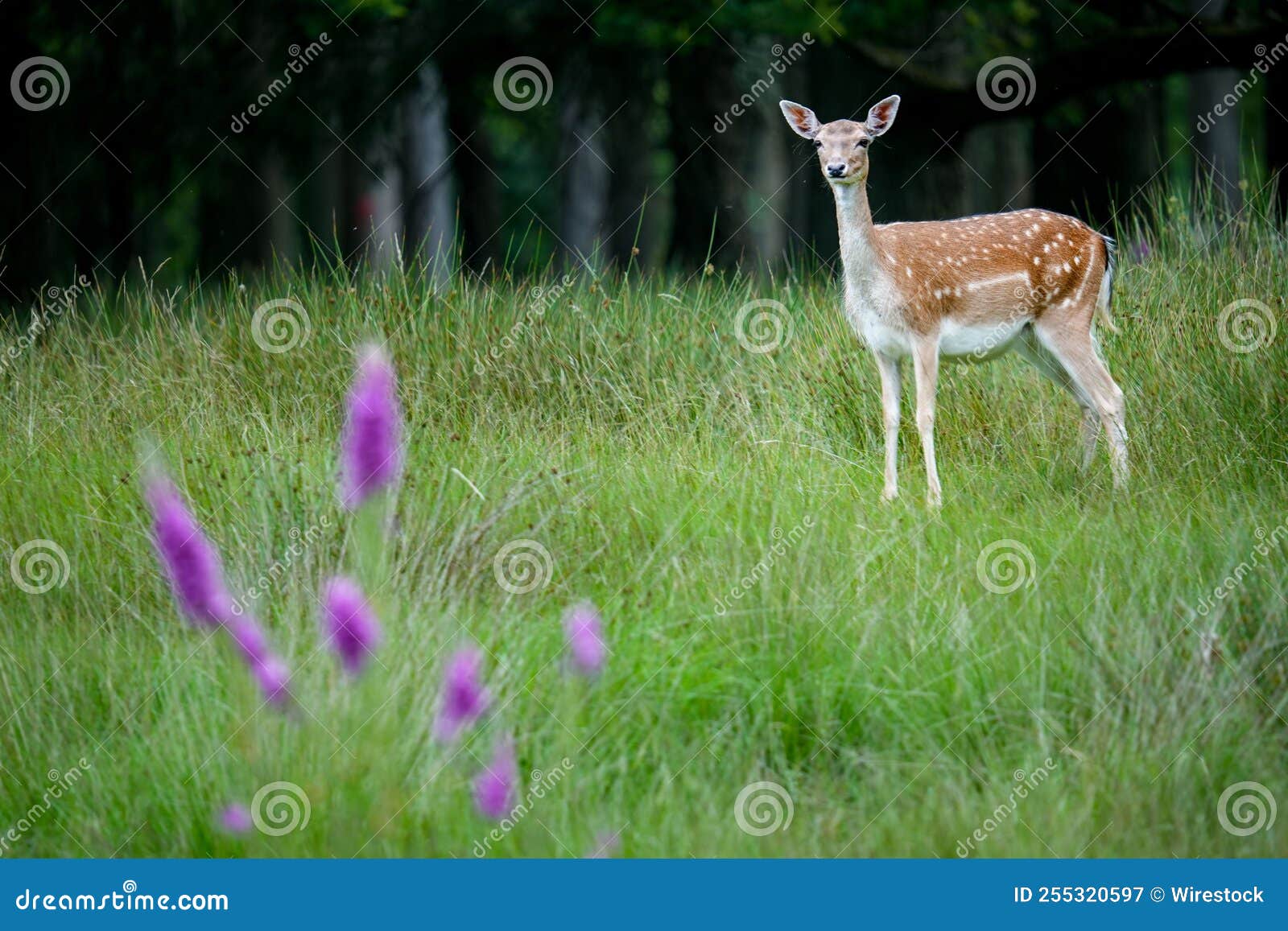 Beautiful Deer in Its Natural Habitat Stock Image - Image of animals ...