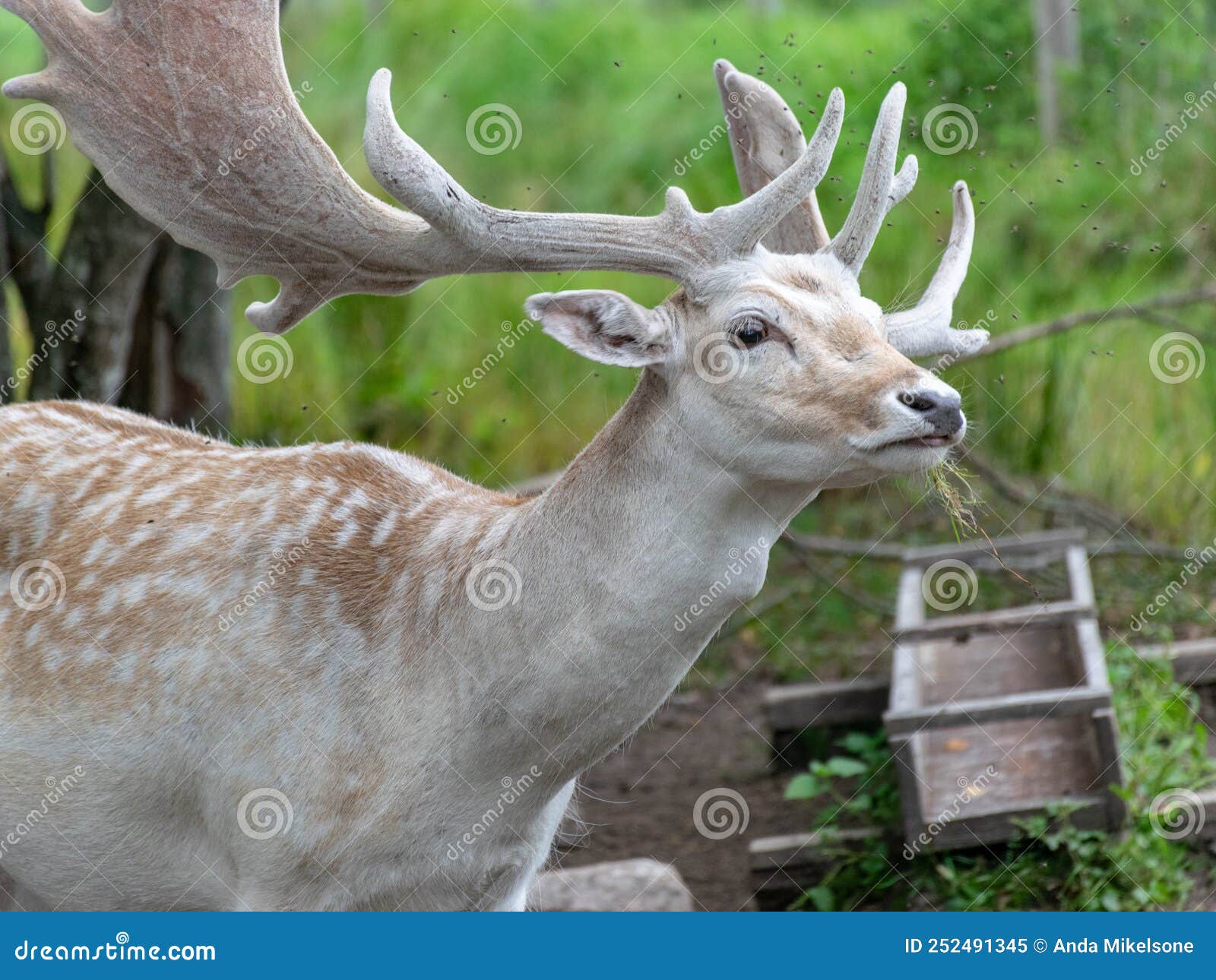 Beautiful deer portrait stock image. Image of antler - 252491345