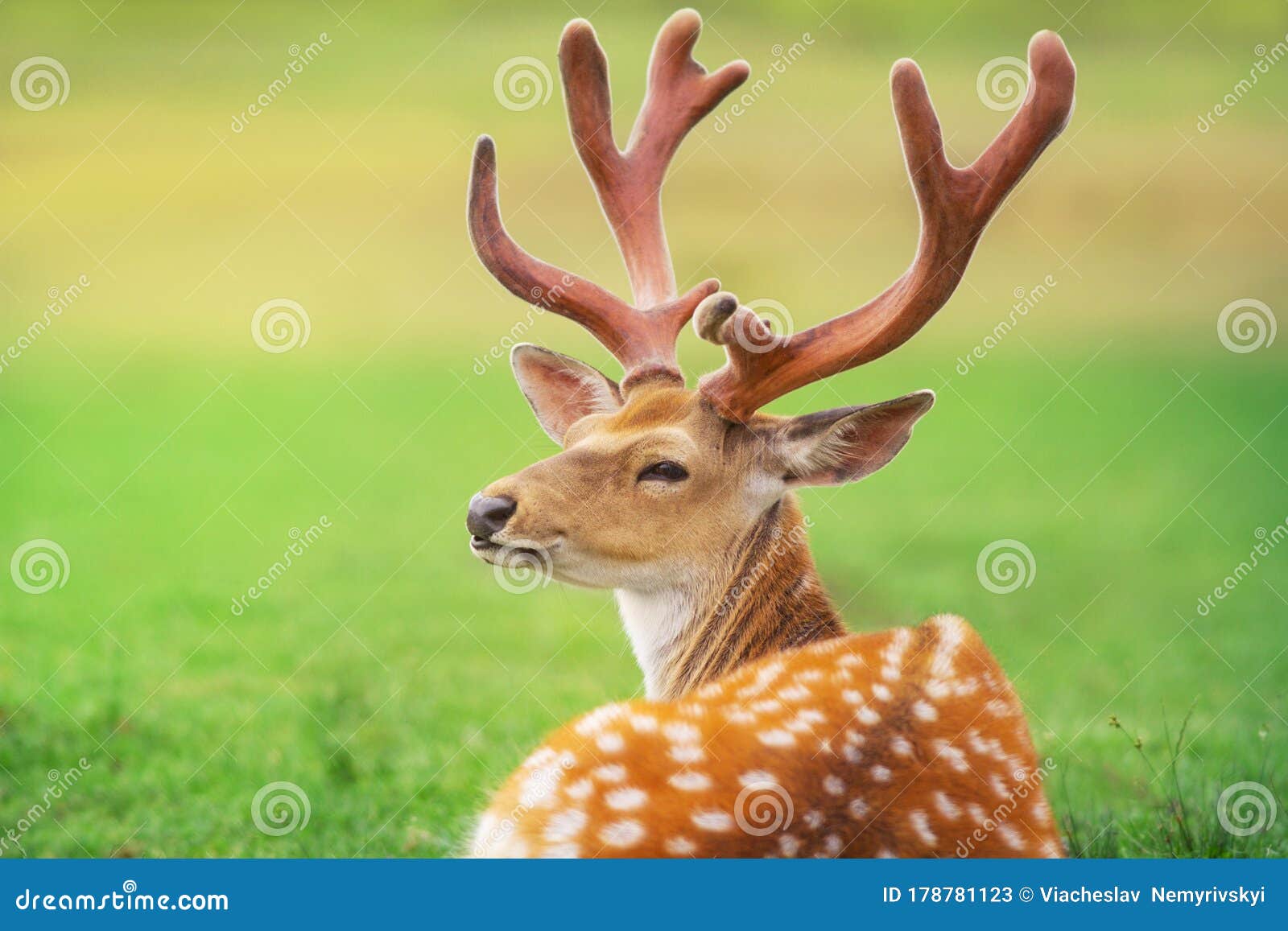 Beautiful deer portrait stock image. Image of green - 178781123