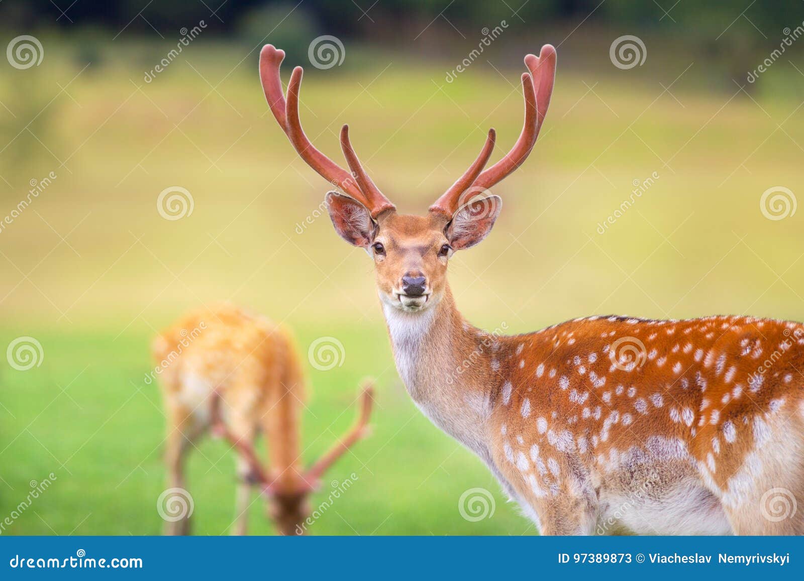 Beautiful deer portrait stock image. Image of looking - 97389873