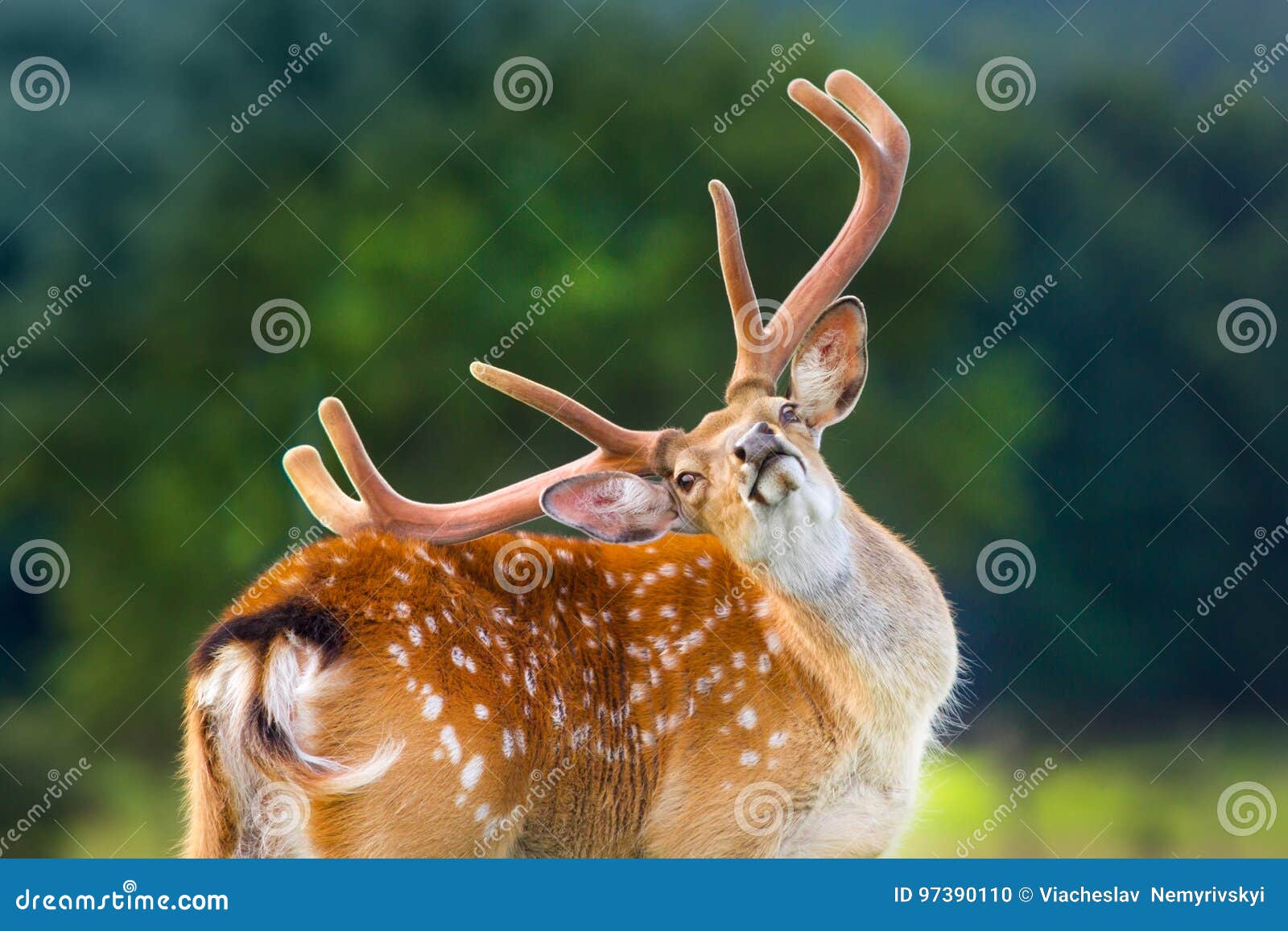 Beautiful deer portrait stock photo. Image of outdoor - 97390110