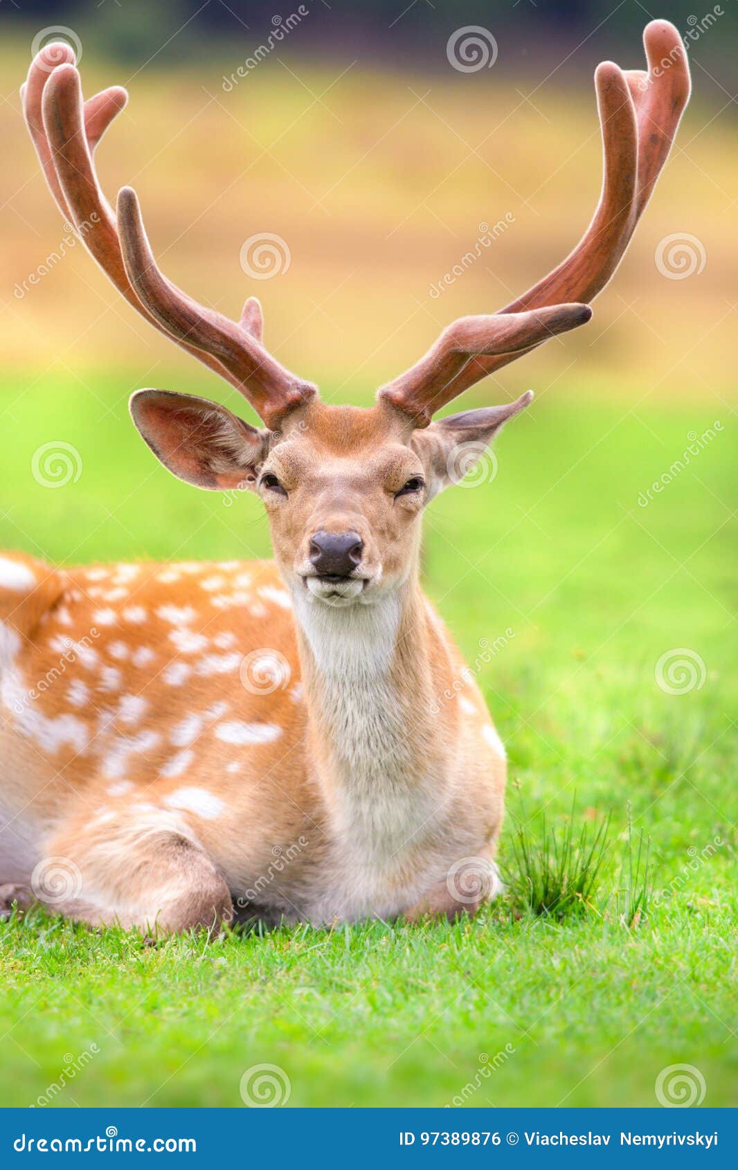 Beautiful deer portrait stock photo. Image of garden - 97389876