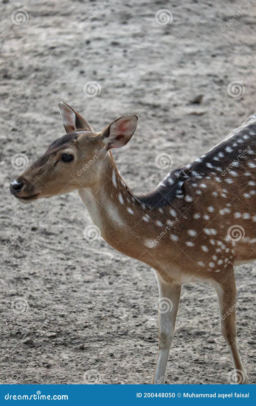 Beautiful Deer Seeking Something Stock Photo - Image of mammal ...