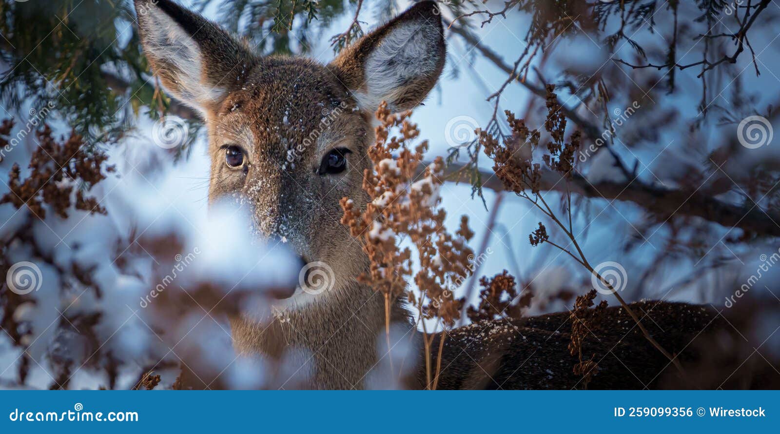 Beautiful Deer in the Snowy Forest Stock Photo - Image of mammal ...