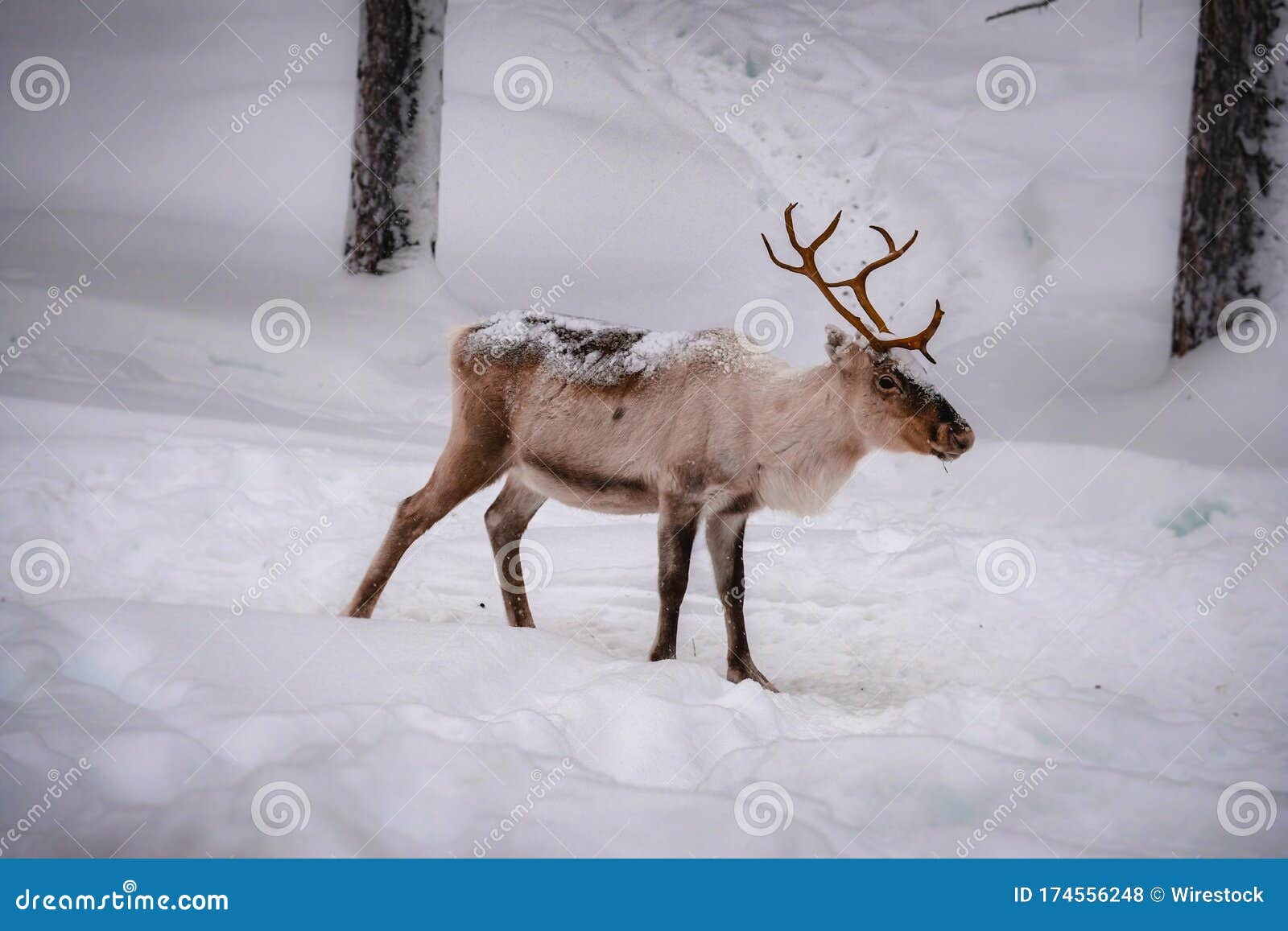 Beautiful Deer on the Snowy Ground in the Forest in Winter Stock Photo ...