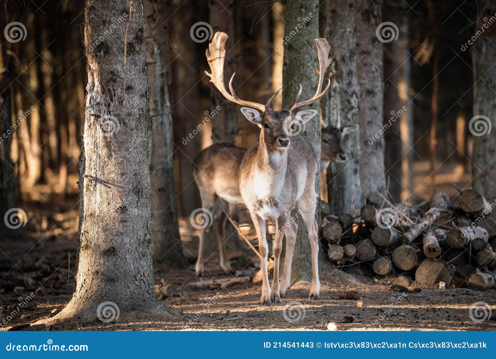 Beautiful Deer Standing in a Forest Stock Image - Image of forest ...
