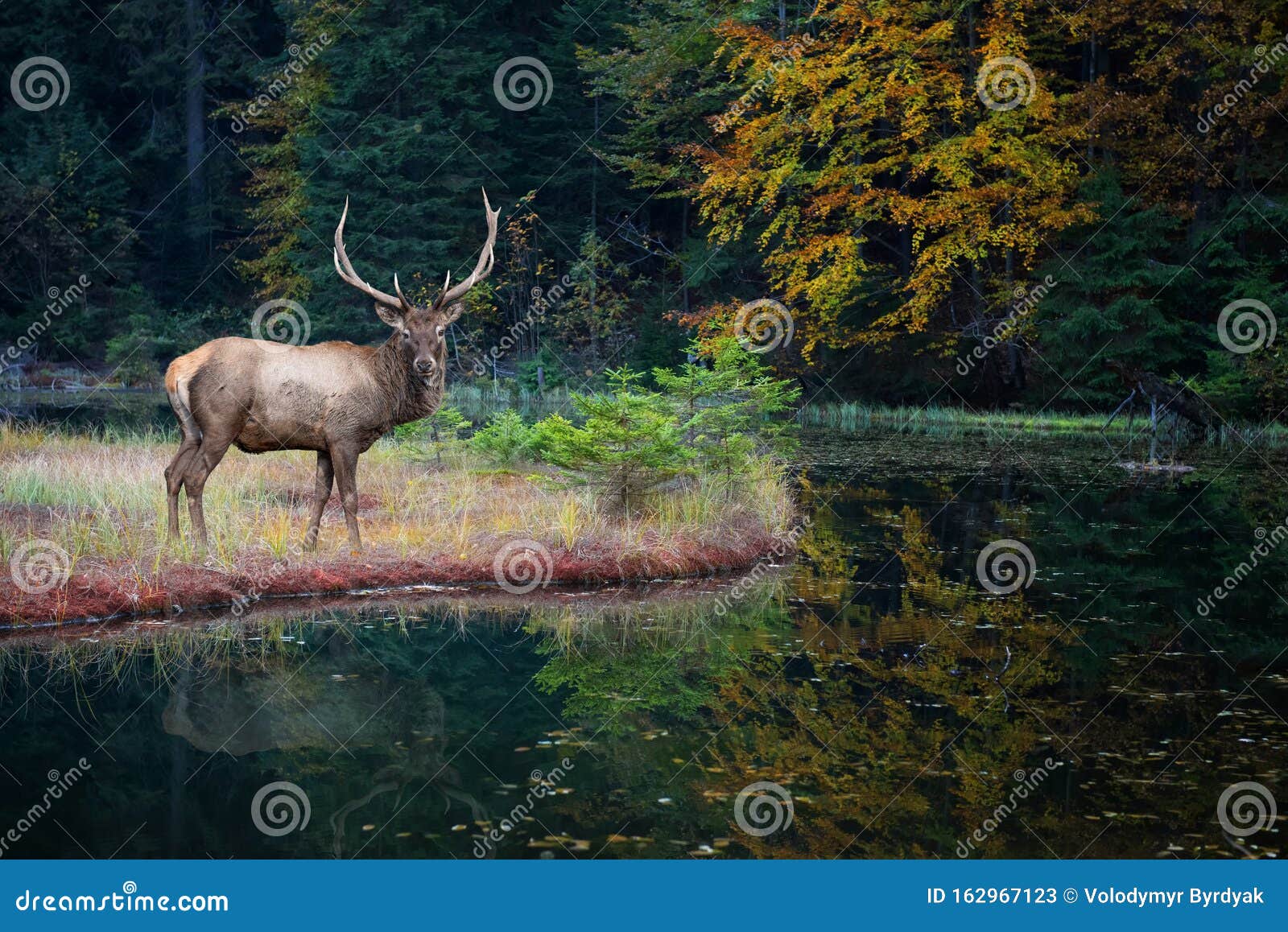 Beautiful Deer Stands on the Shore of an Autumn Forest Lake Stock Image ...