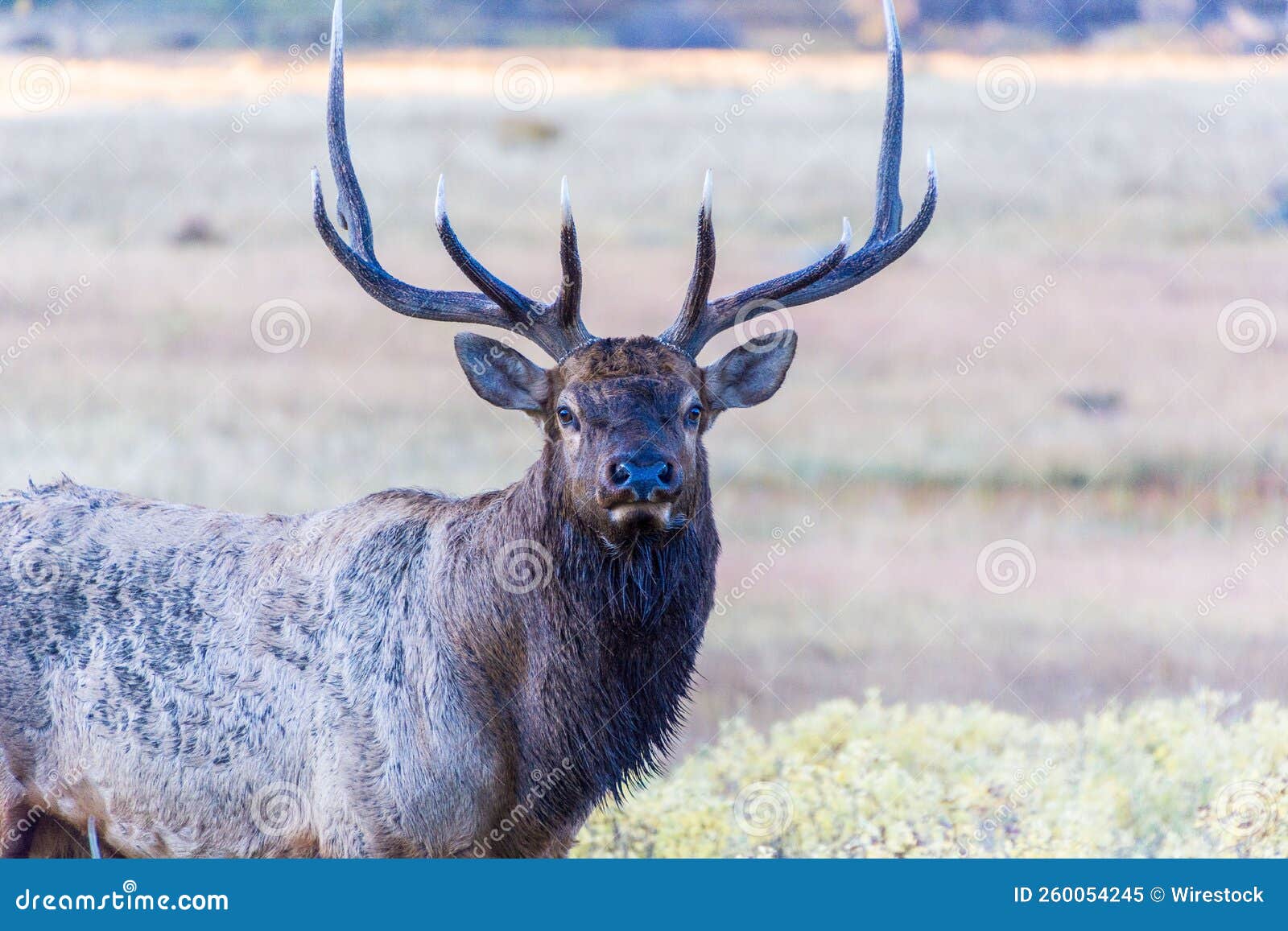 Beautiful Deer Staring at the Camera Stock Image - Image of outdoor ...